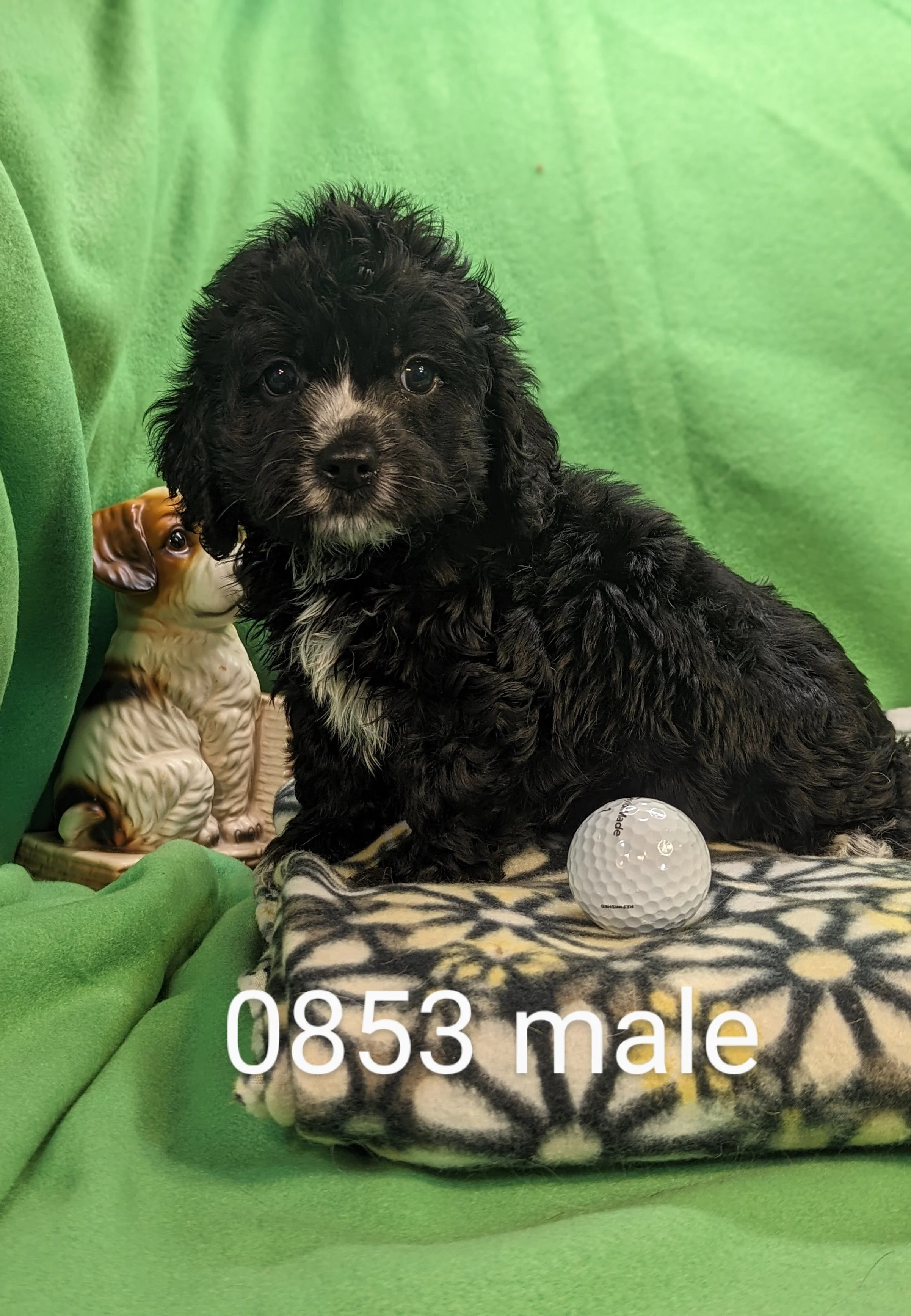 Cockapoos & Cocker Spaniels — B & C Kennels