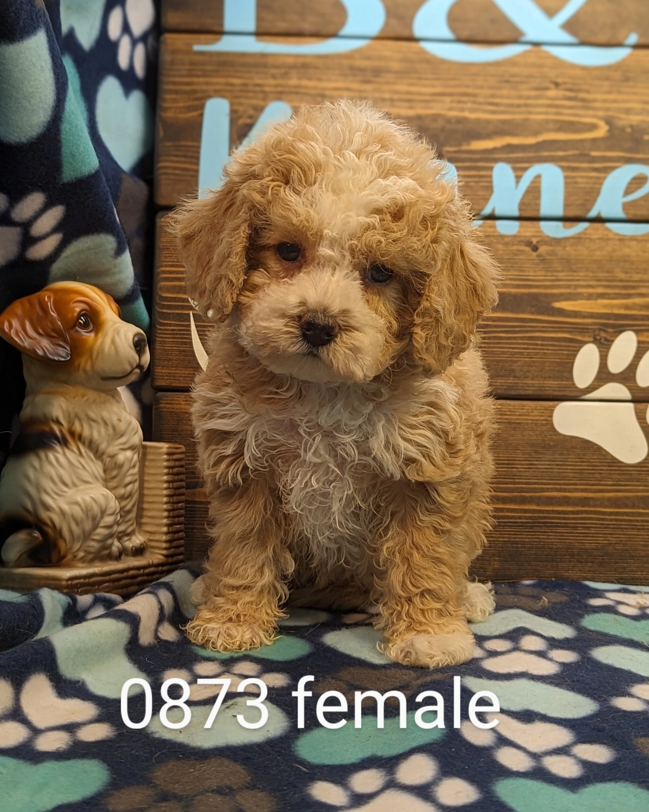 Bichon Frise / Bichonapoo — B & C Kennels