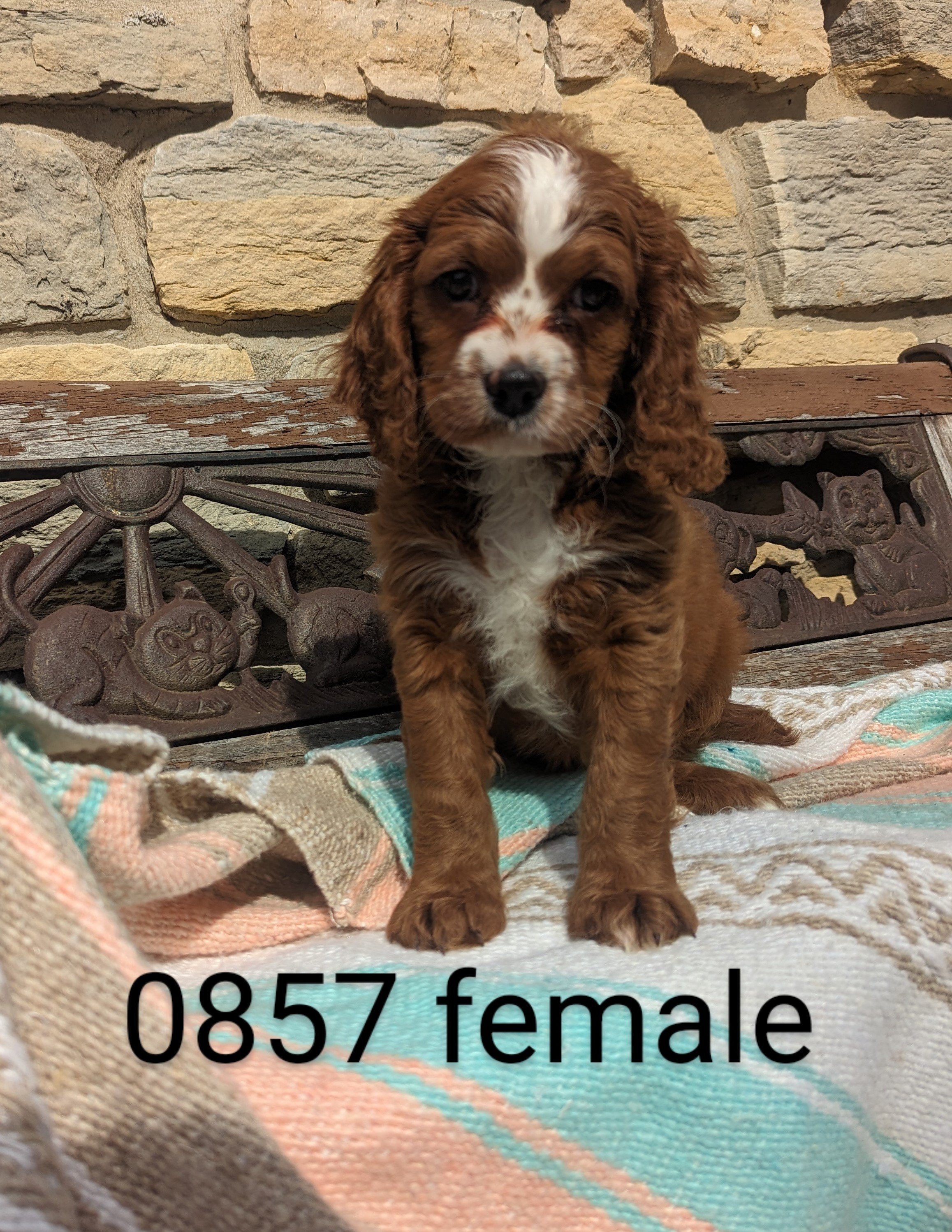 Cavapoos, Cavachons, & Cavaliers — B & C Kennels