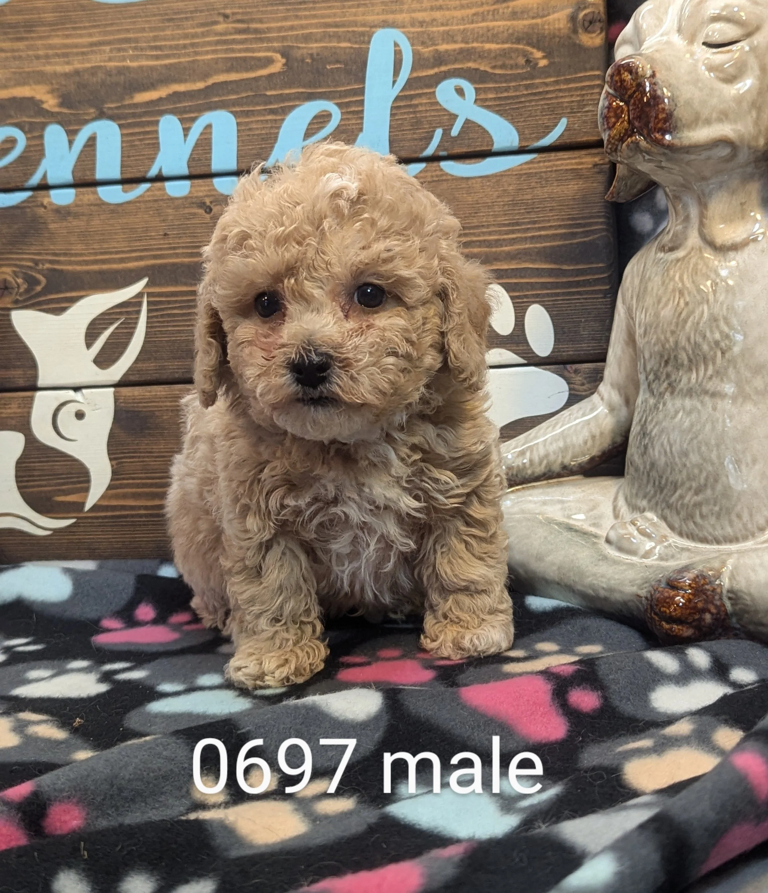 Bichon Frise / Bichonapoo — B & C Kennels