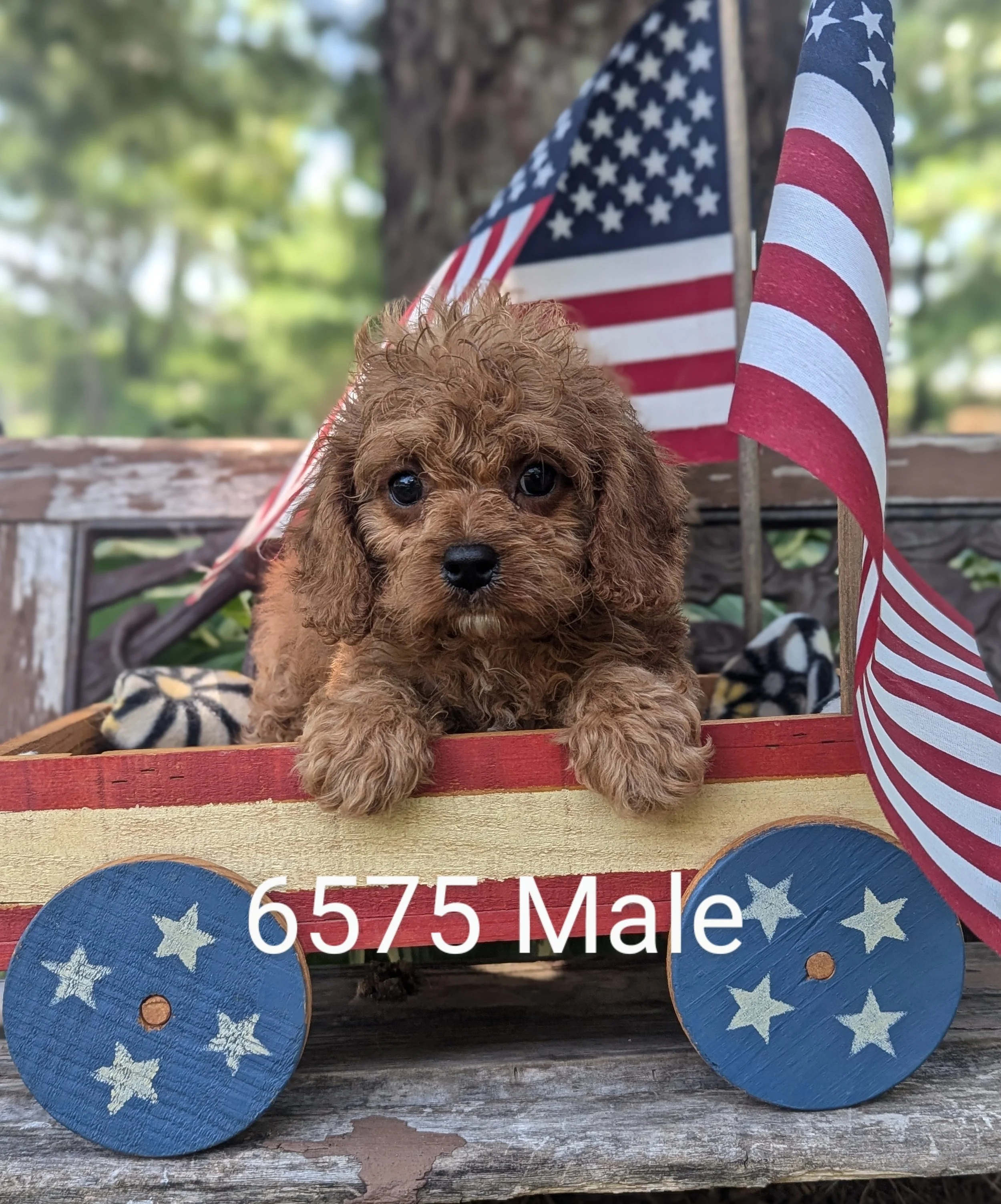 Cavapoos, Cavachons, & Cavaliers — B & C Kennels