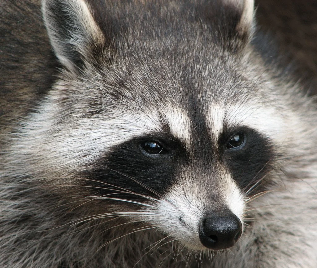 What Is The Origin Of The Word Raccoon E2f what-is-the-origin-of-the-word-raccoon-e2f