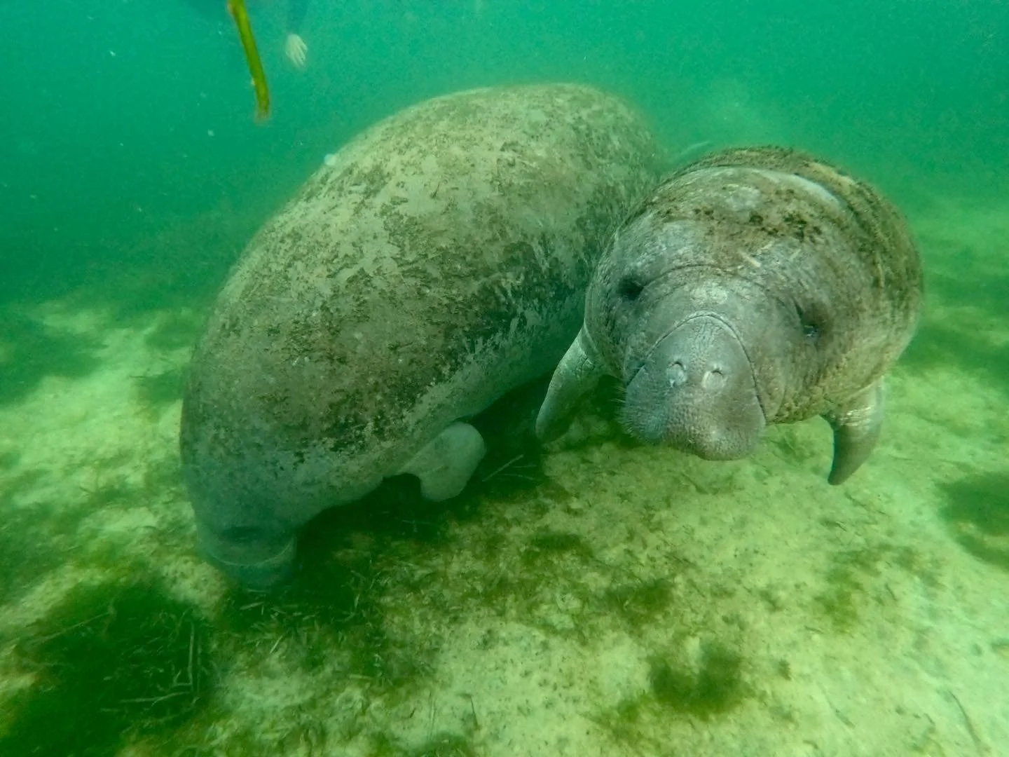 Go Local Manatee Tours | Crystal River, FL
