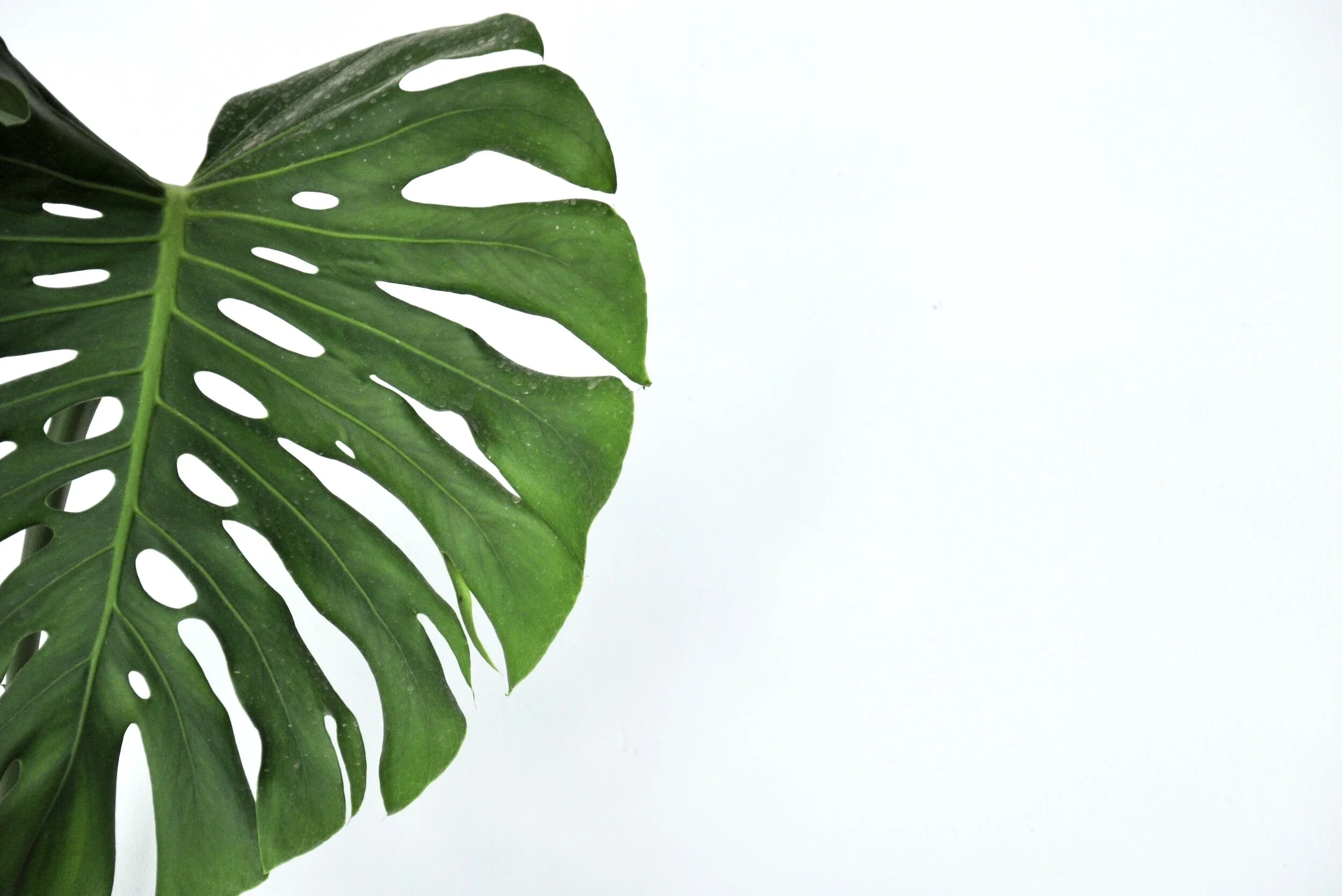 Queer Sex & Relationship Coach | Cherish Amber