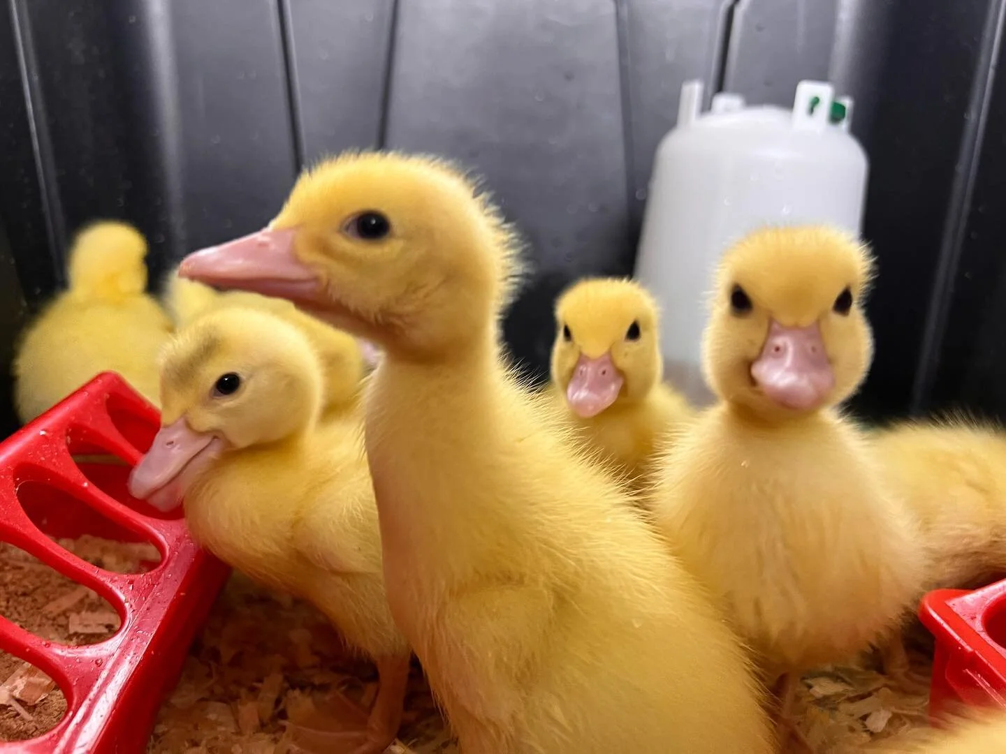 History of Carnation — Falk Farm