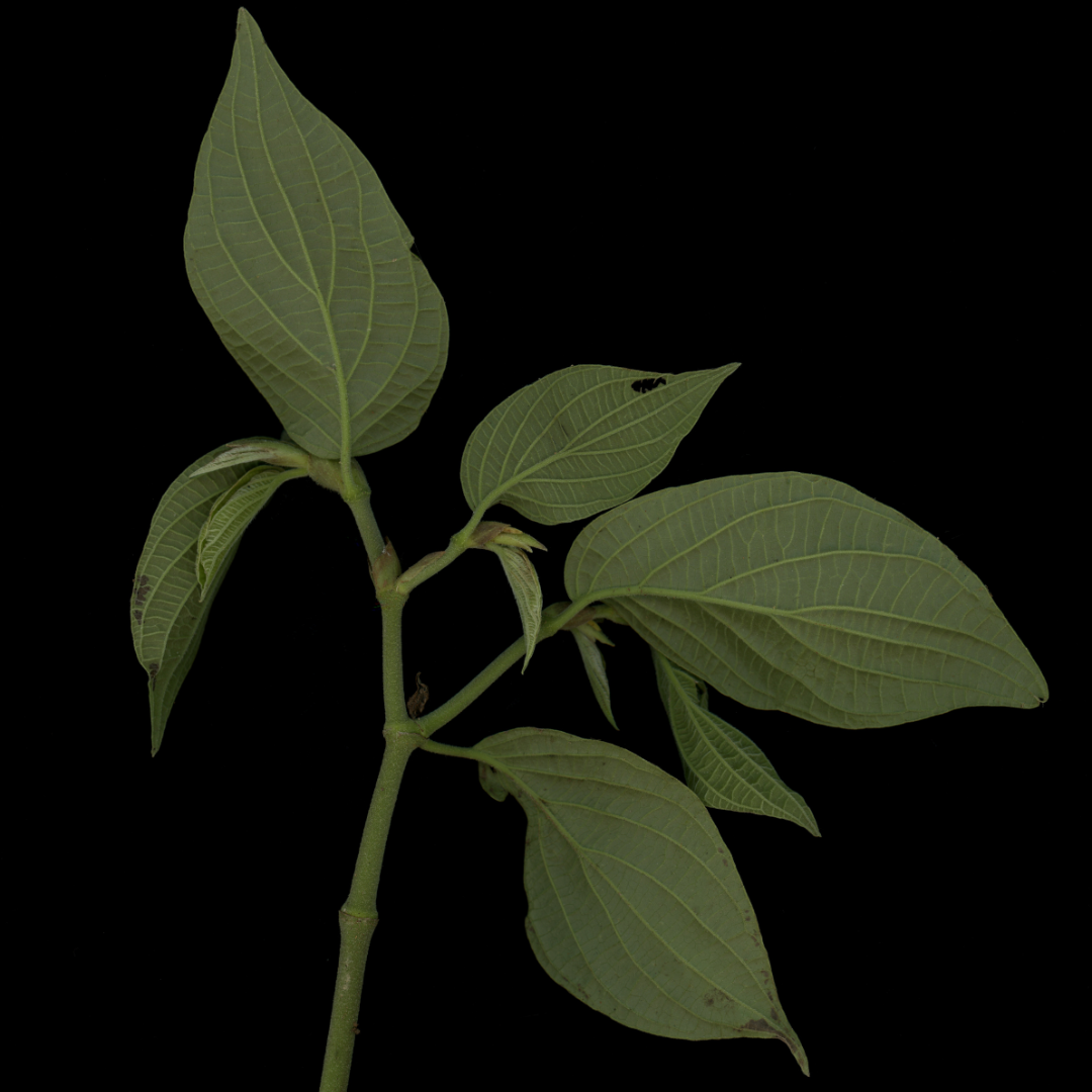 Matico Essential Oil, 10 ml — Moena Botanicals