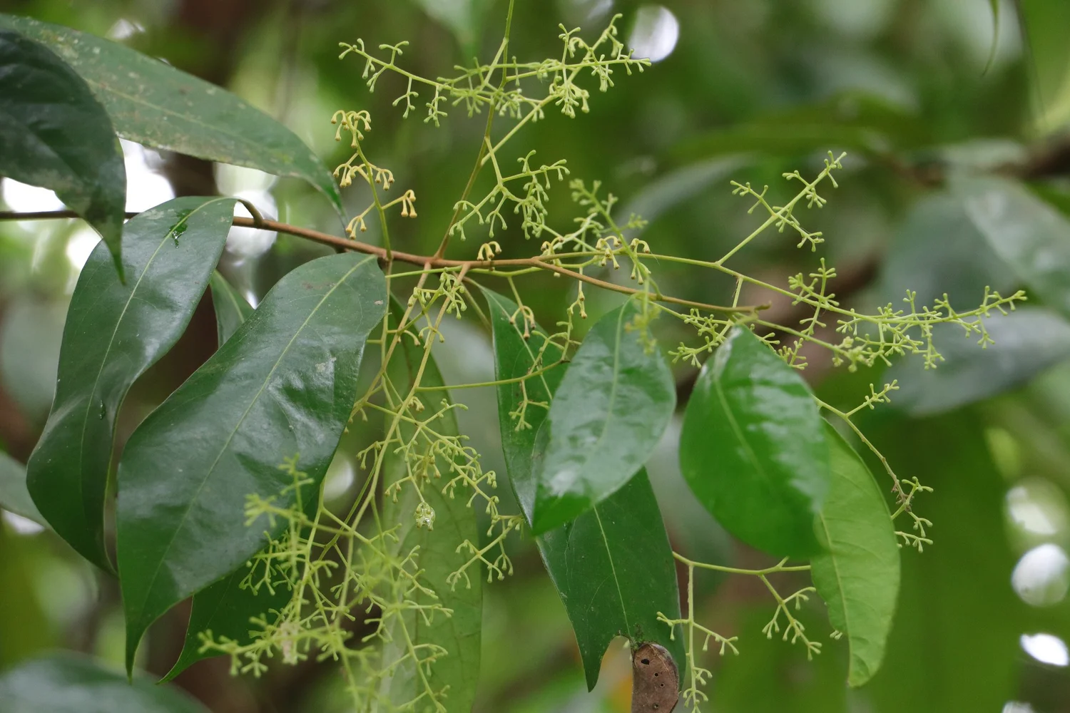 Palo Rosa (Rosewood)- 10 ml — Moena Botanicals