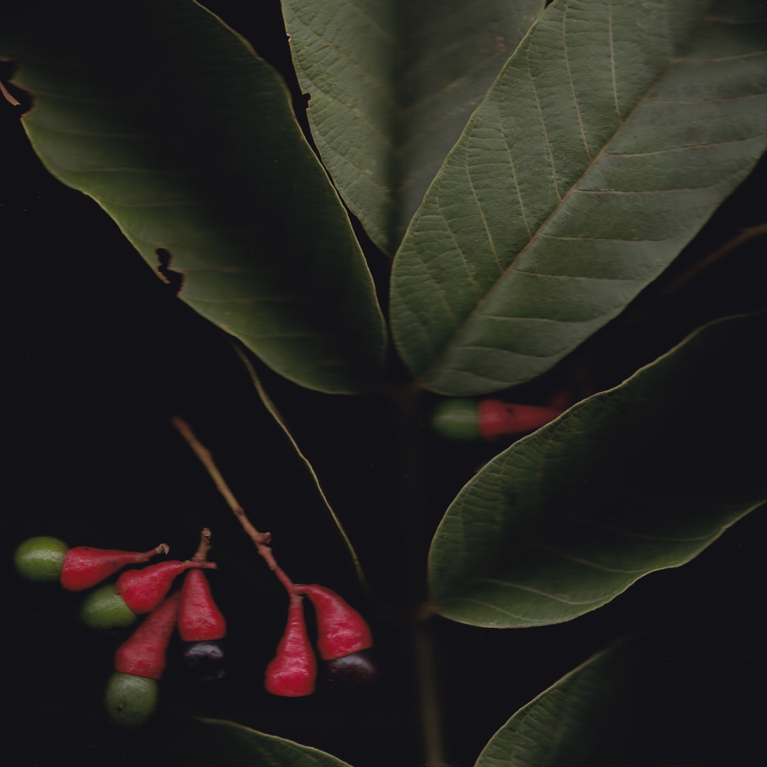 Moena Alcanforada Essential Oil, 10 ml — Moena Botanicals