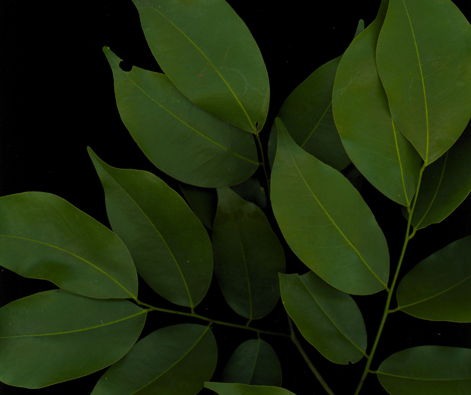 Pure Copaiba Oil, 10 ml — Moena Botanicals