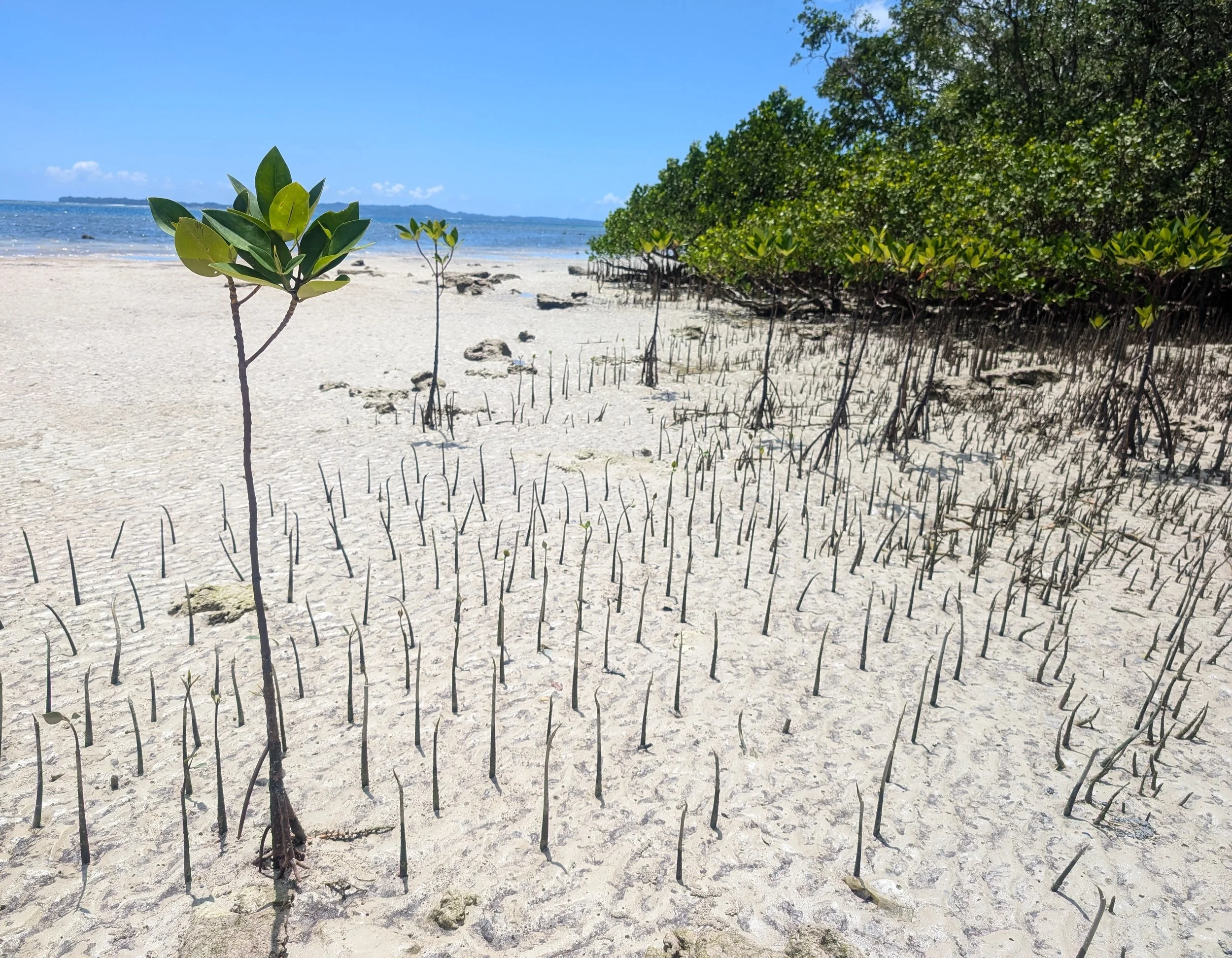 Community-led Farmer Managed Natural Regeneration of Mangroves and ...