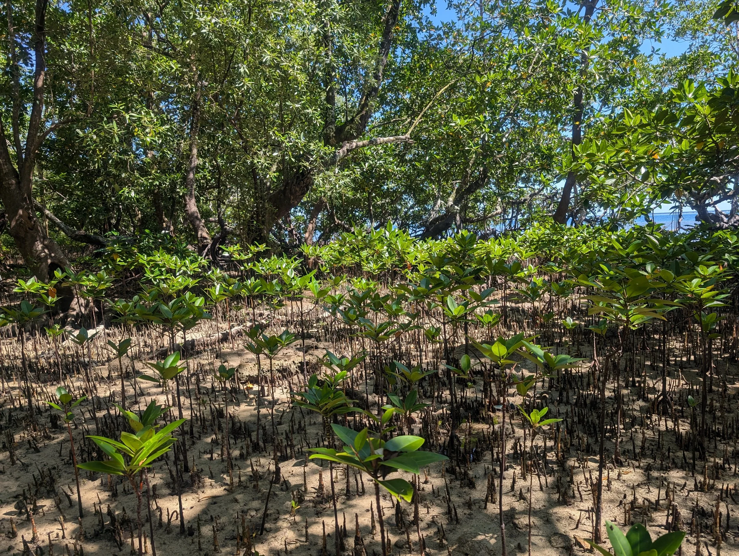 Farmer Managed Natural Regeneration Training and Activity Guide ...