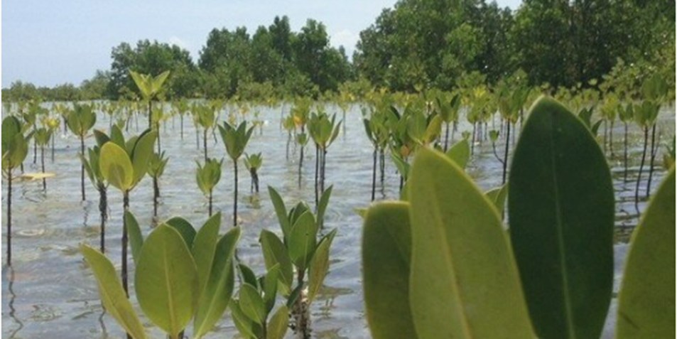 Community-led Farmer Managed Natural Regeneration of Mangroves and ...