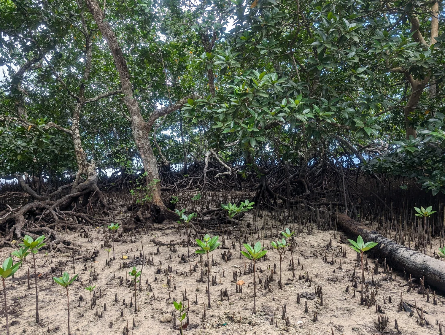 Community-led Farmer Managed Natural Regeneration of Mangroves and ...