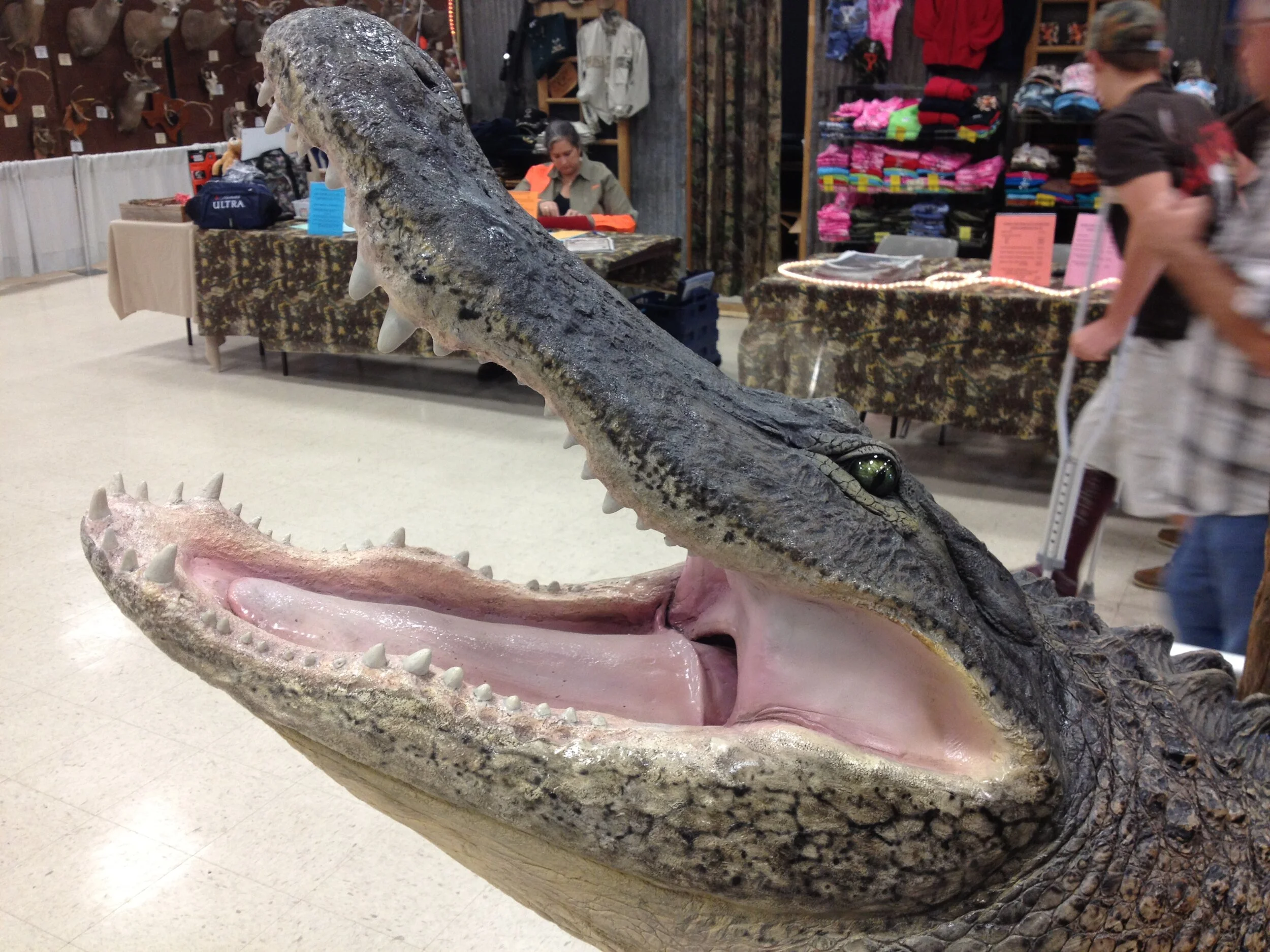 Alligator — Morris Outdoors Taxidermy