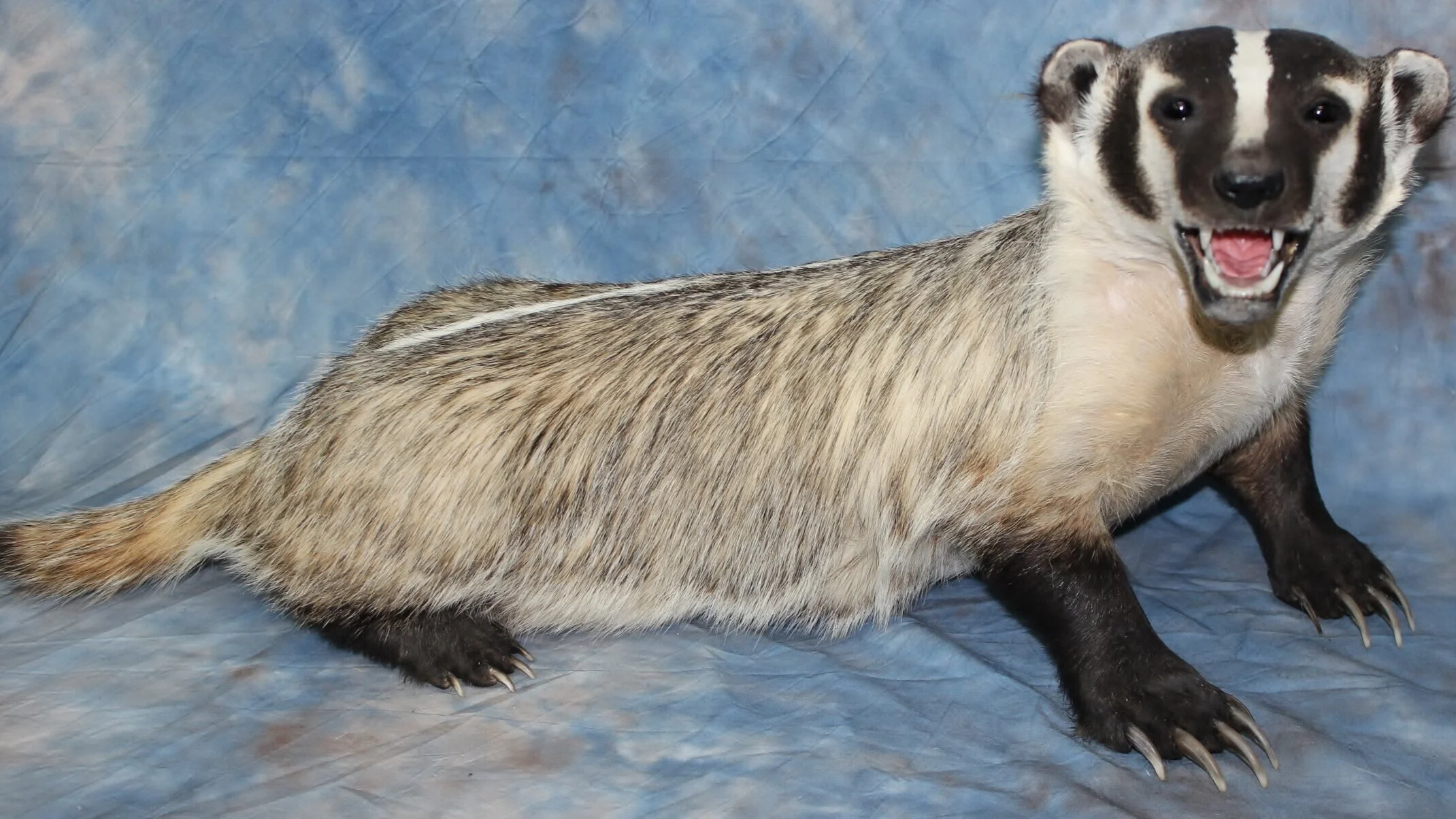 Badger — Morris Outdoors Taxidermy