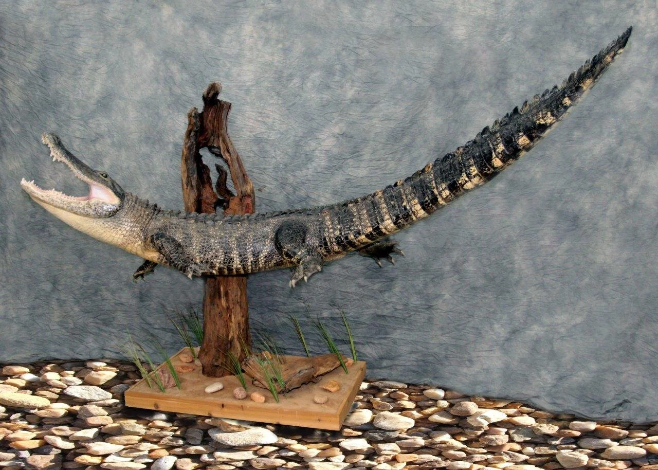 Alligator — Morris Outdoors Taxidermy