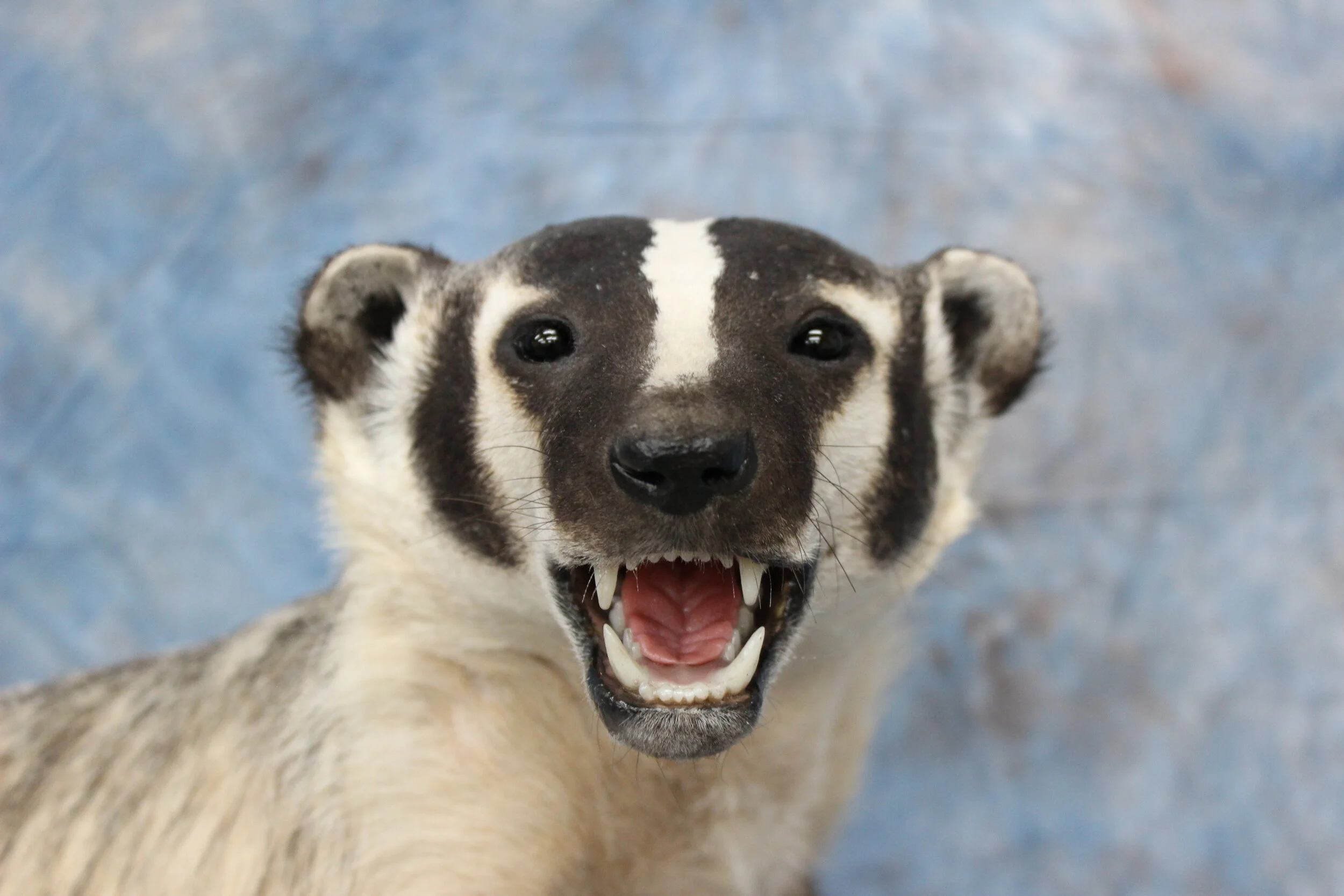 Badger — Morris Outdoors Taxidermy
