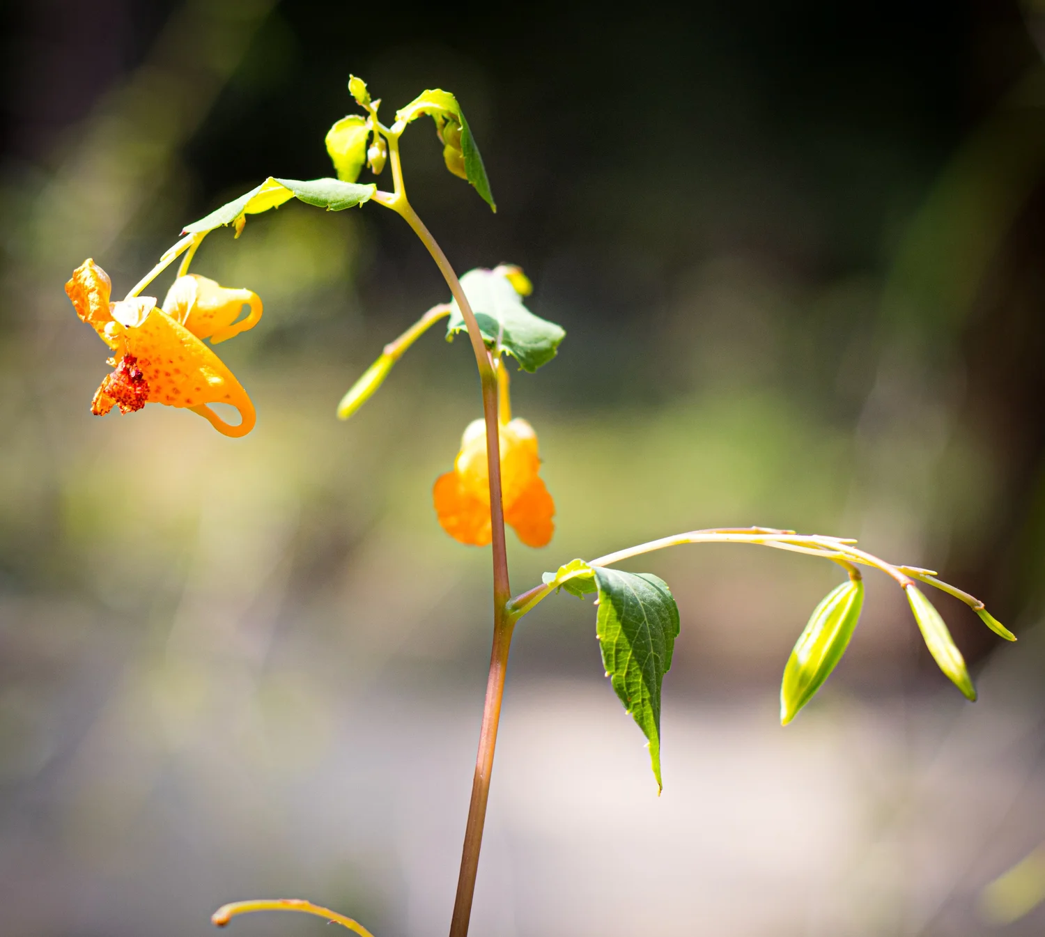 Where To Get Jewelweed