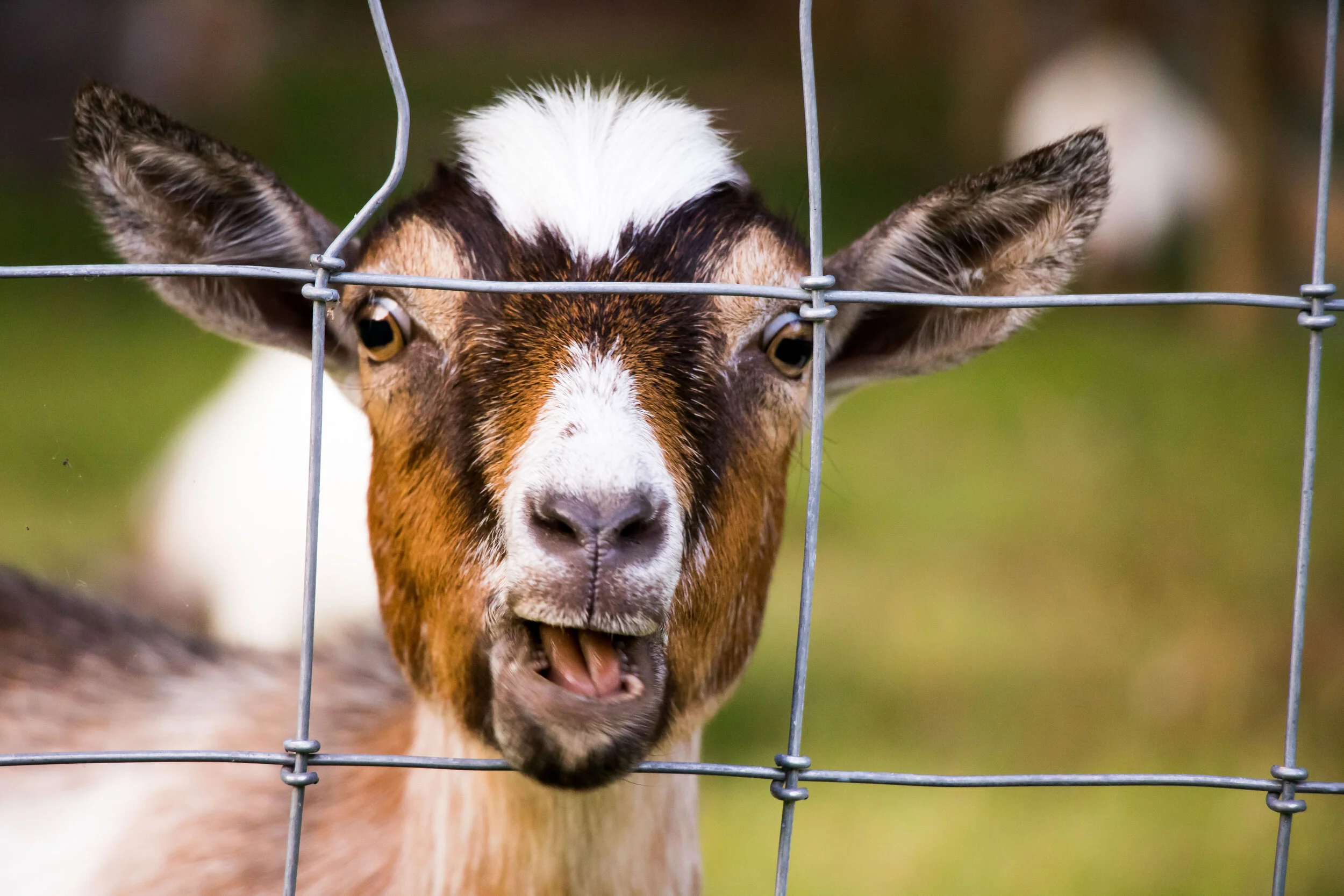 Nigerian Dwarf Goats | Explore Quality Goat Products Today — Dry Hollow Farm