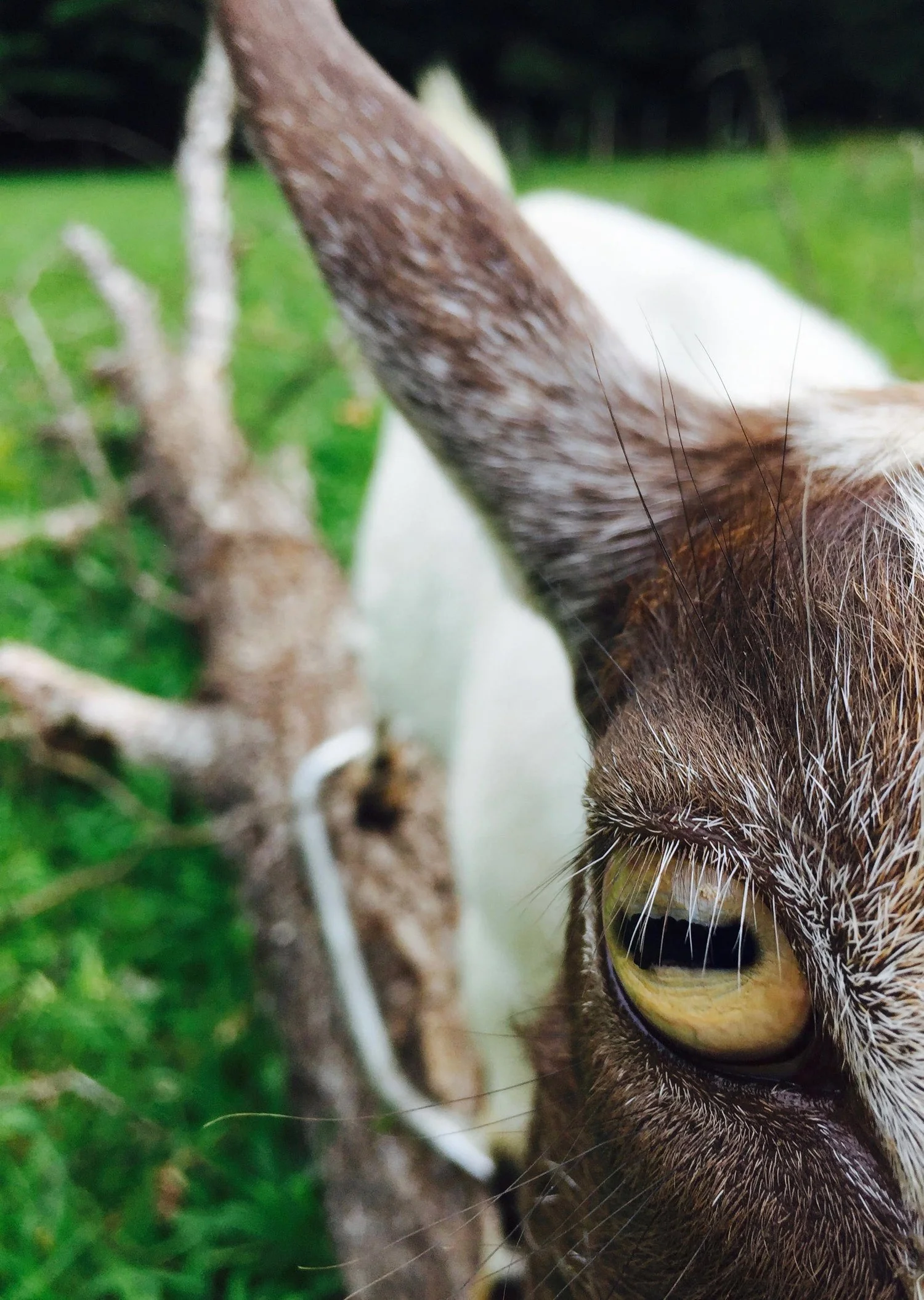 Nigerian Dwarf Goats | Explore Quality Goat Products Today — Dry Hollow Farm