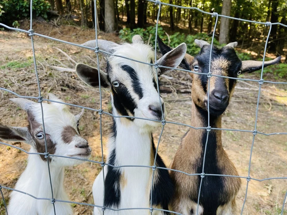 Nigerian Dwarf Goats | Explore Quality Goat Products Today — Dry Hollow Farm
