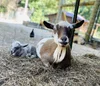 Nigerian Dwarf Goats | Explore Quality Goat Products Today — Dry Hollow Farm