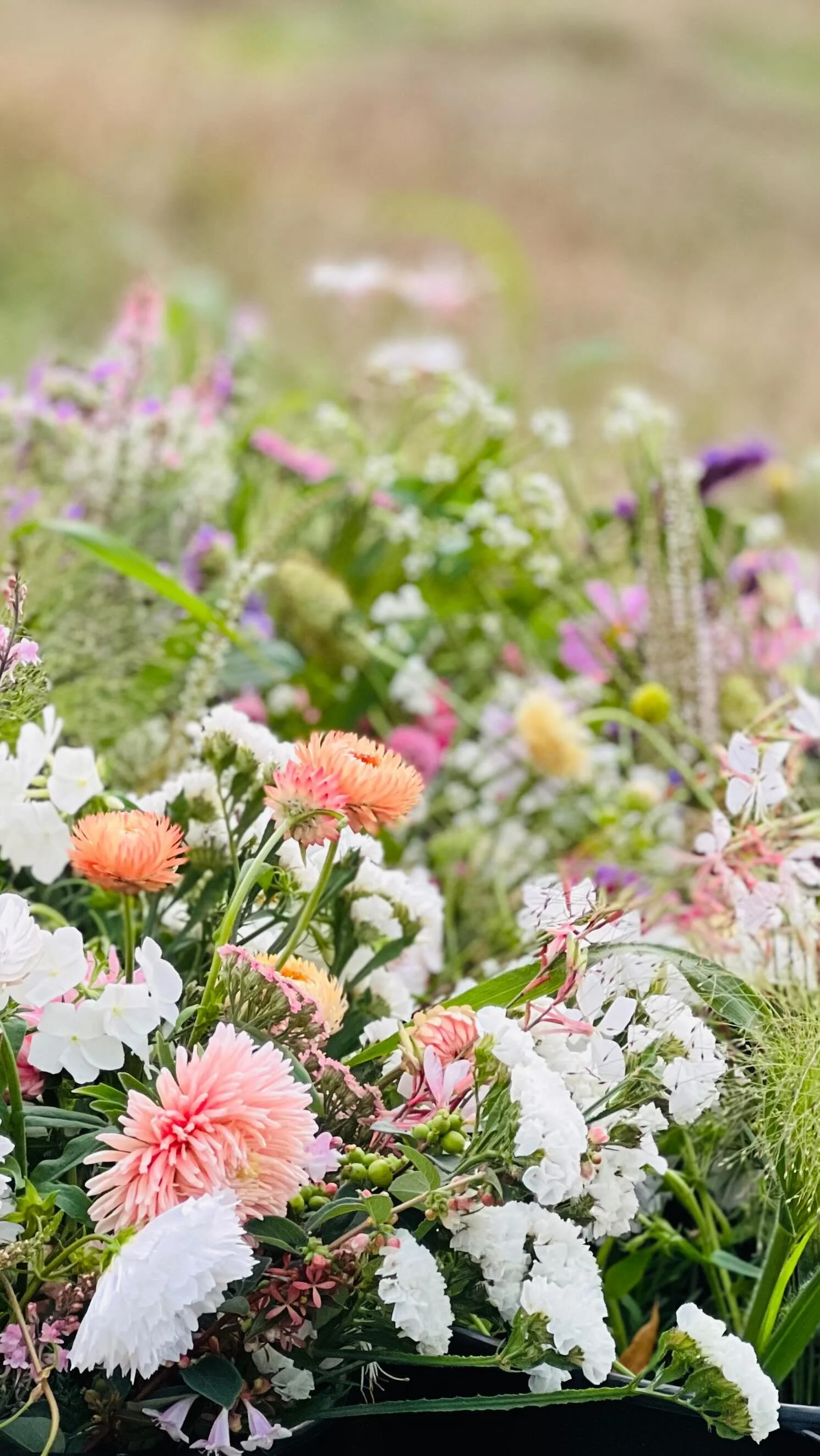 Lower Norton Flower Farm