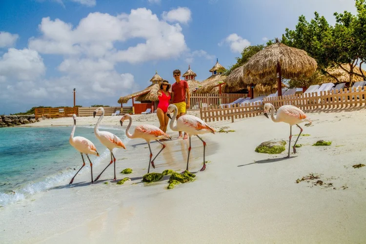 Flamingo Beach Aruba - Everything You Need to Know — Shoreline ...