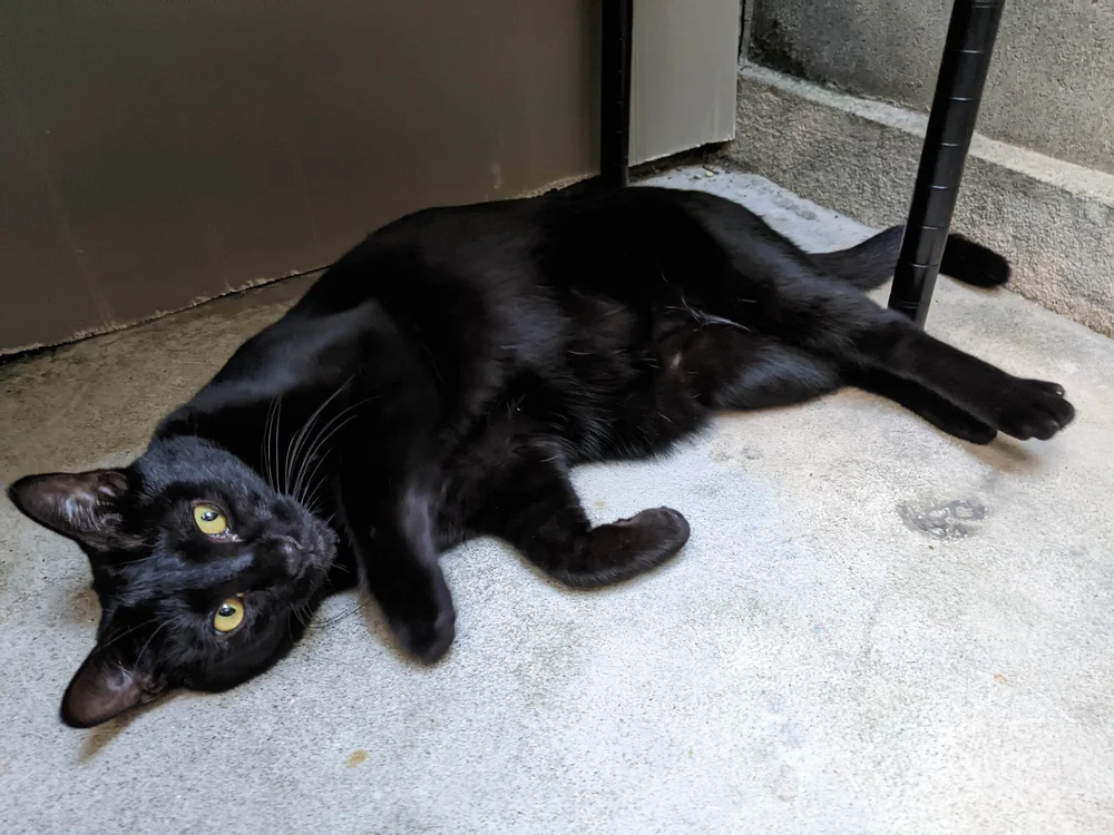 Current rescues — Japan Cat Network International