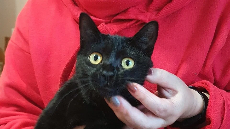 Japan Cat Network International