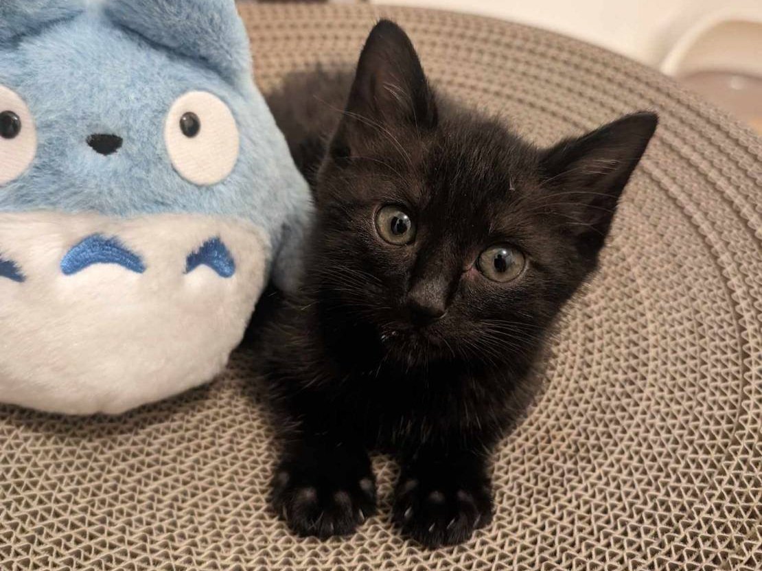 Current Rescues — Japan Cat Network — Japan Cat Network International