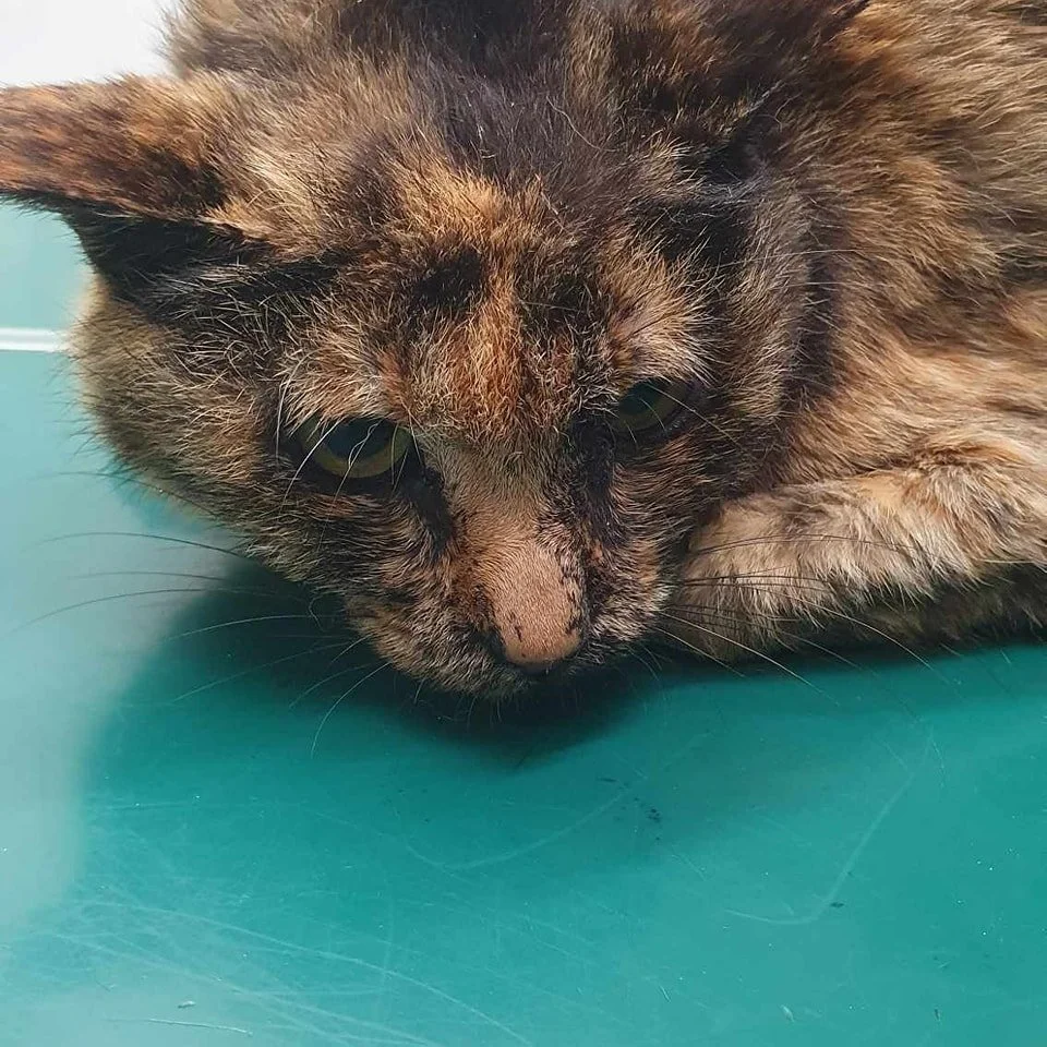 Japan Cat Network International