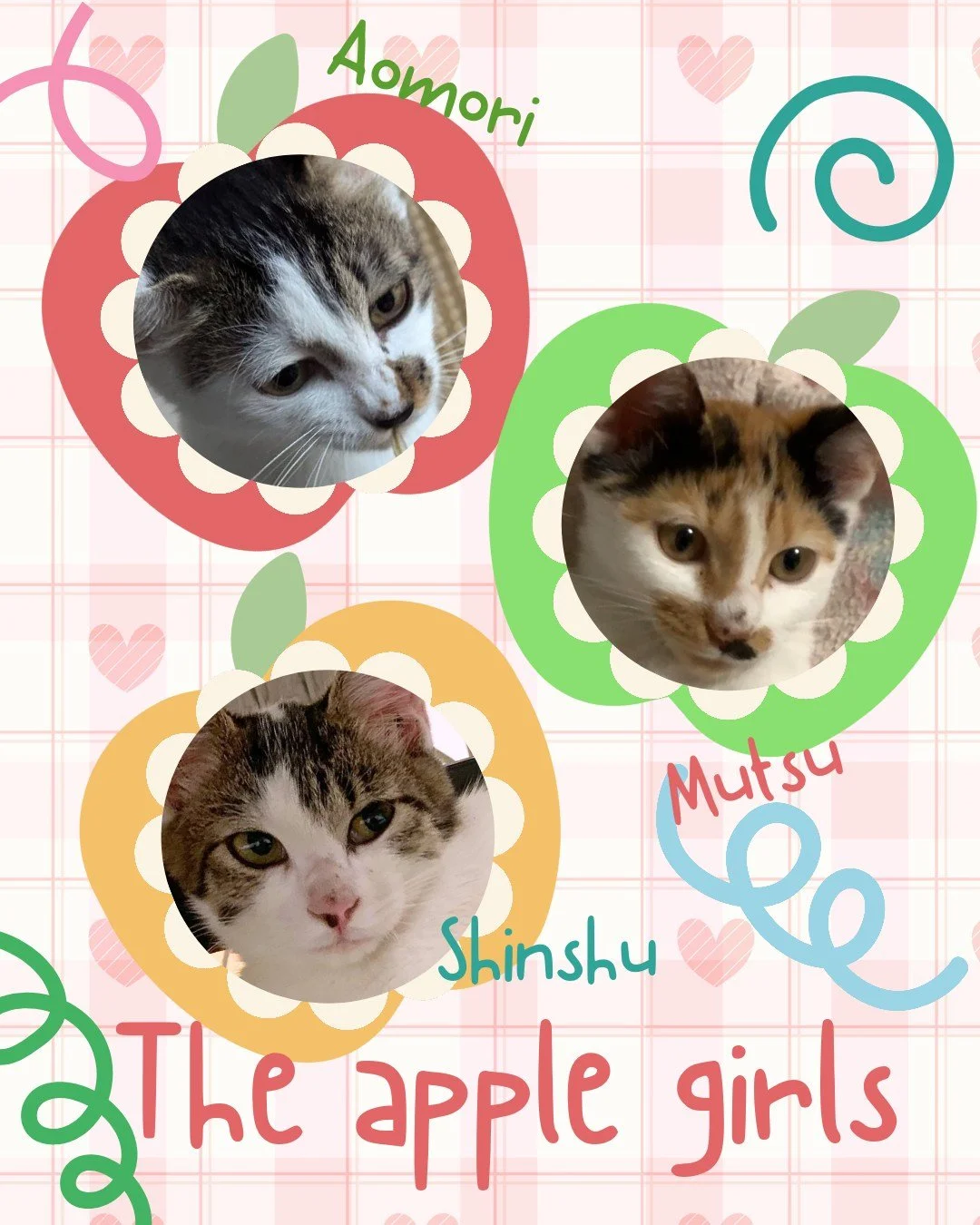 Japan Cat Network International