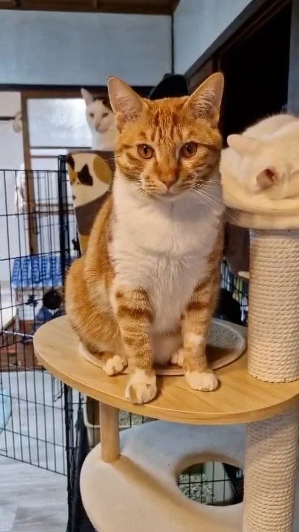 Japan Cat Network International