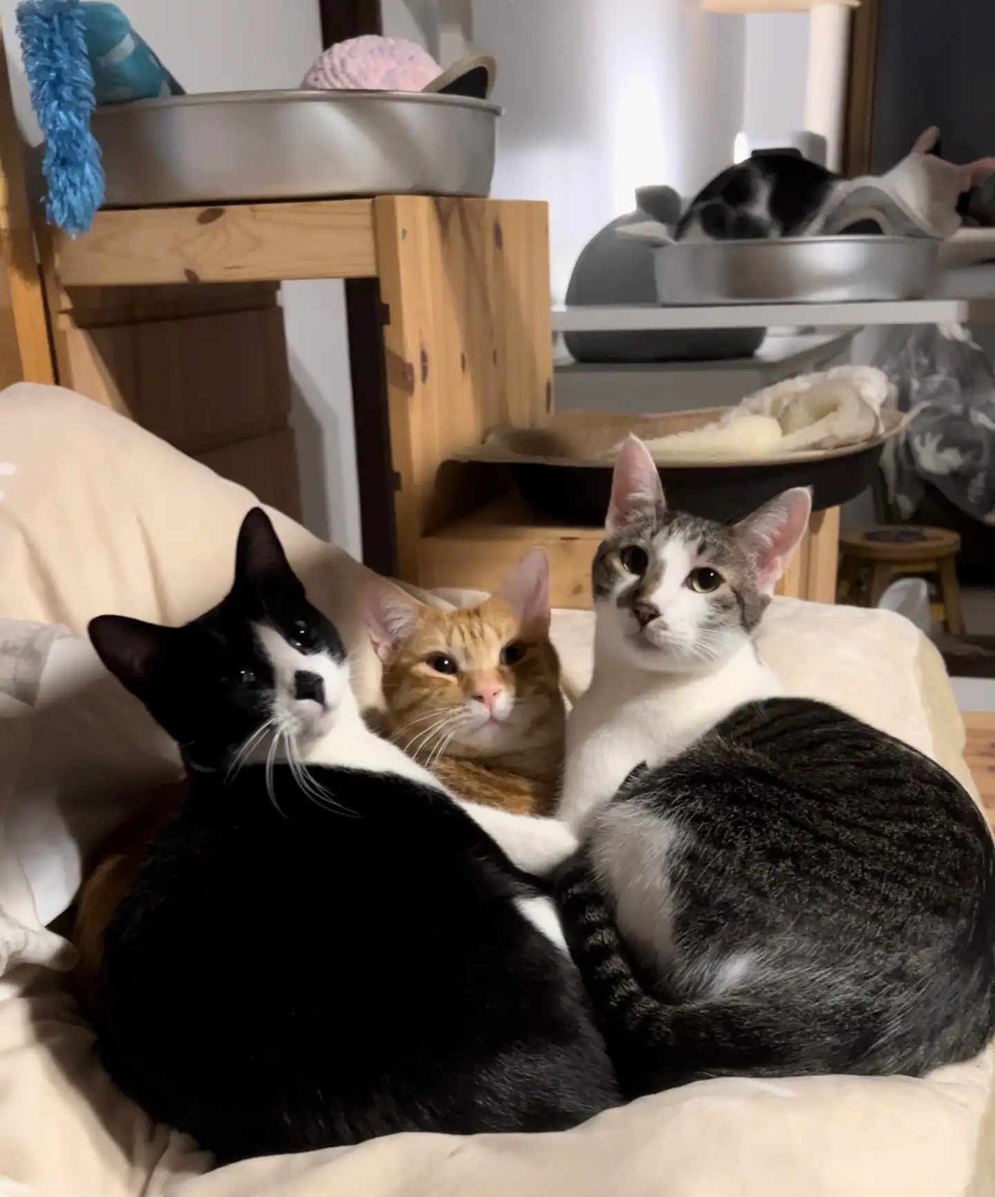 Maneki Machiya Stay — Japan Cat Network International