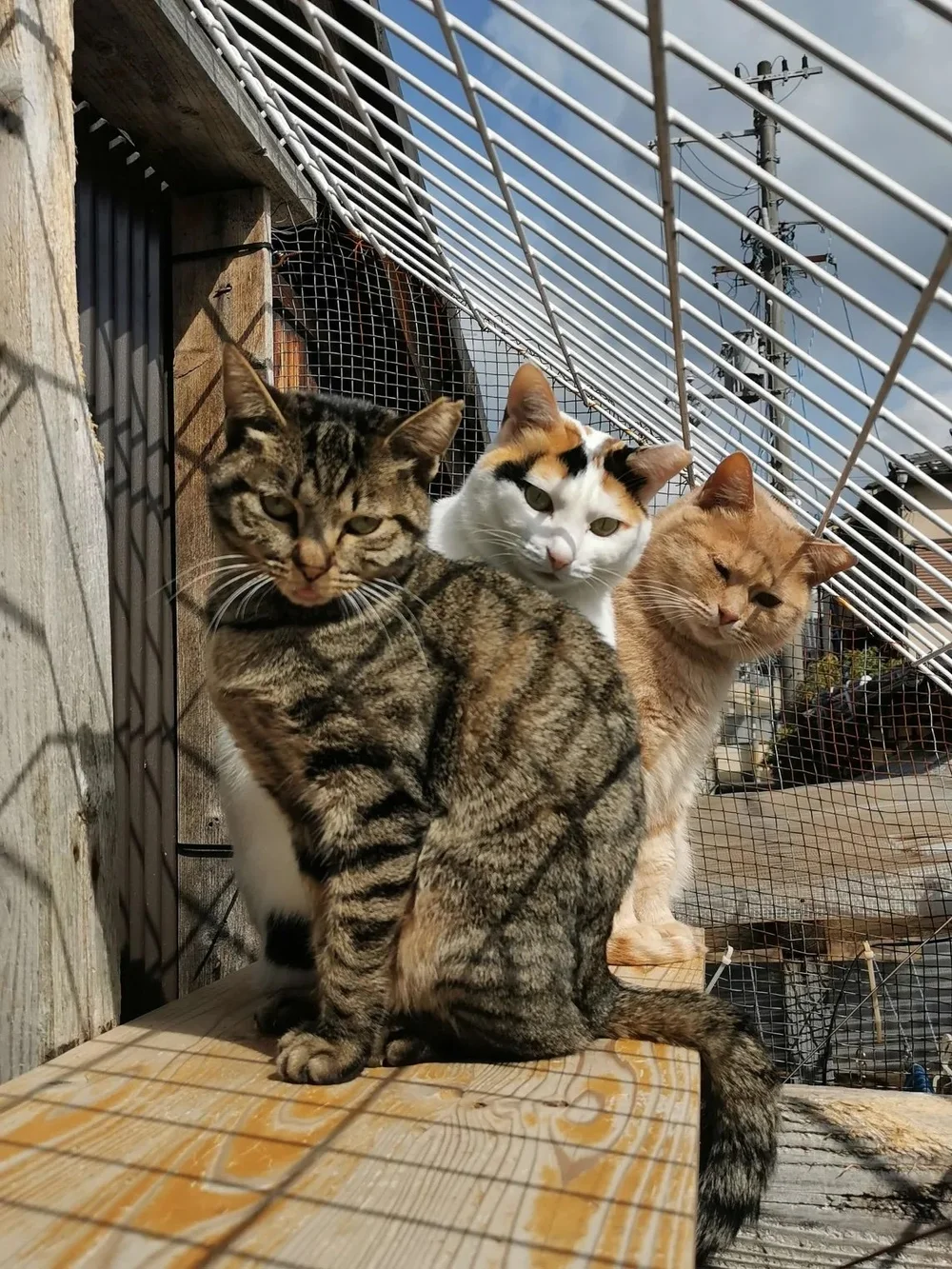 Japan Cat Network International