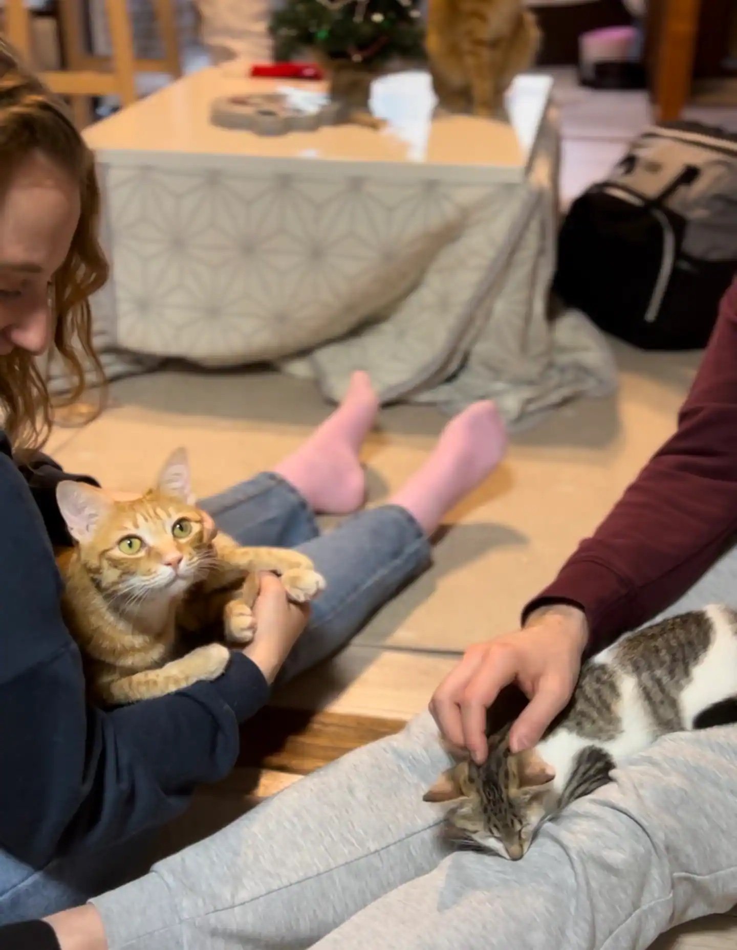 Maneki Machiya Cat Café — Japan Cat Network International