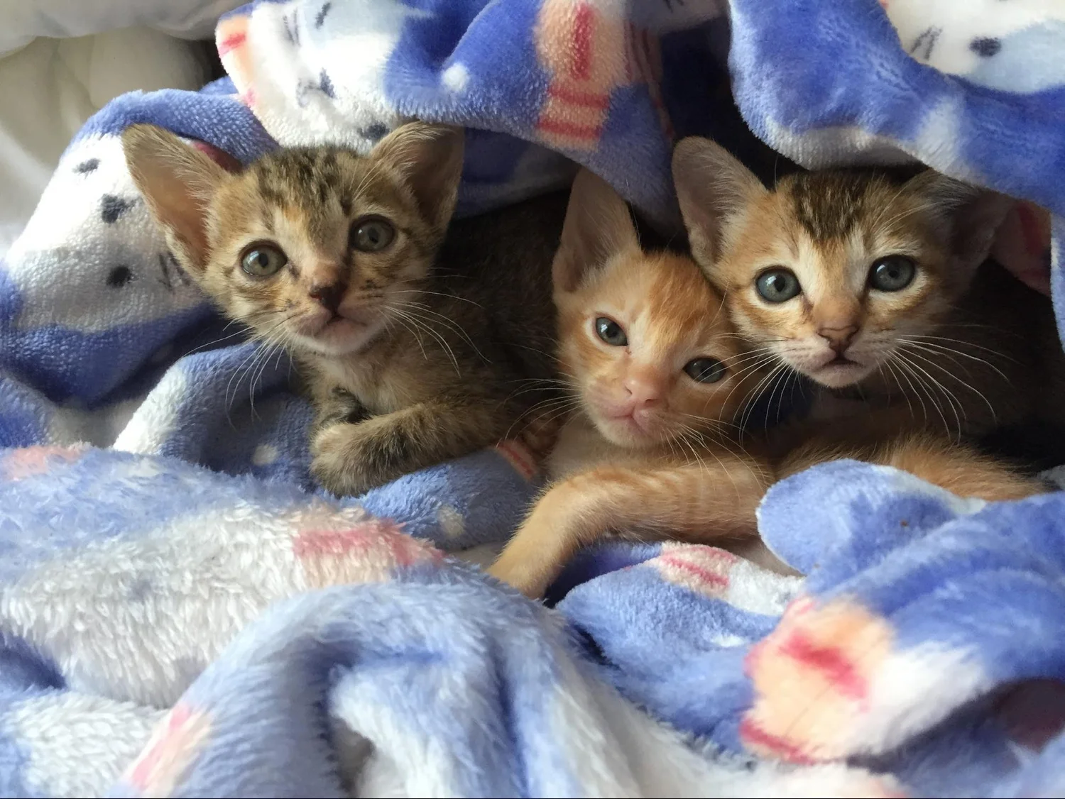 5 Life Lessons Humans Can Learn from Fostering Young Kittens — Japan ...