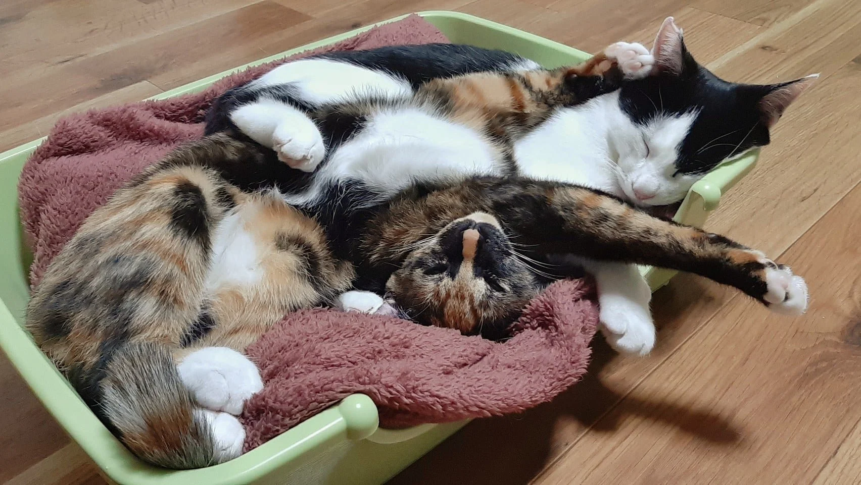 Two is Better Than One — Japan Cat Network International