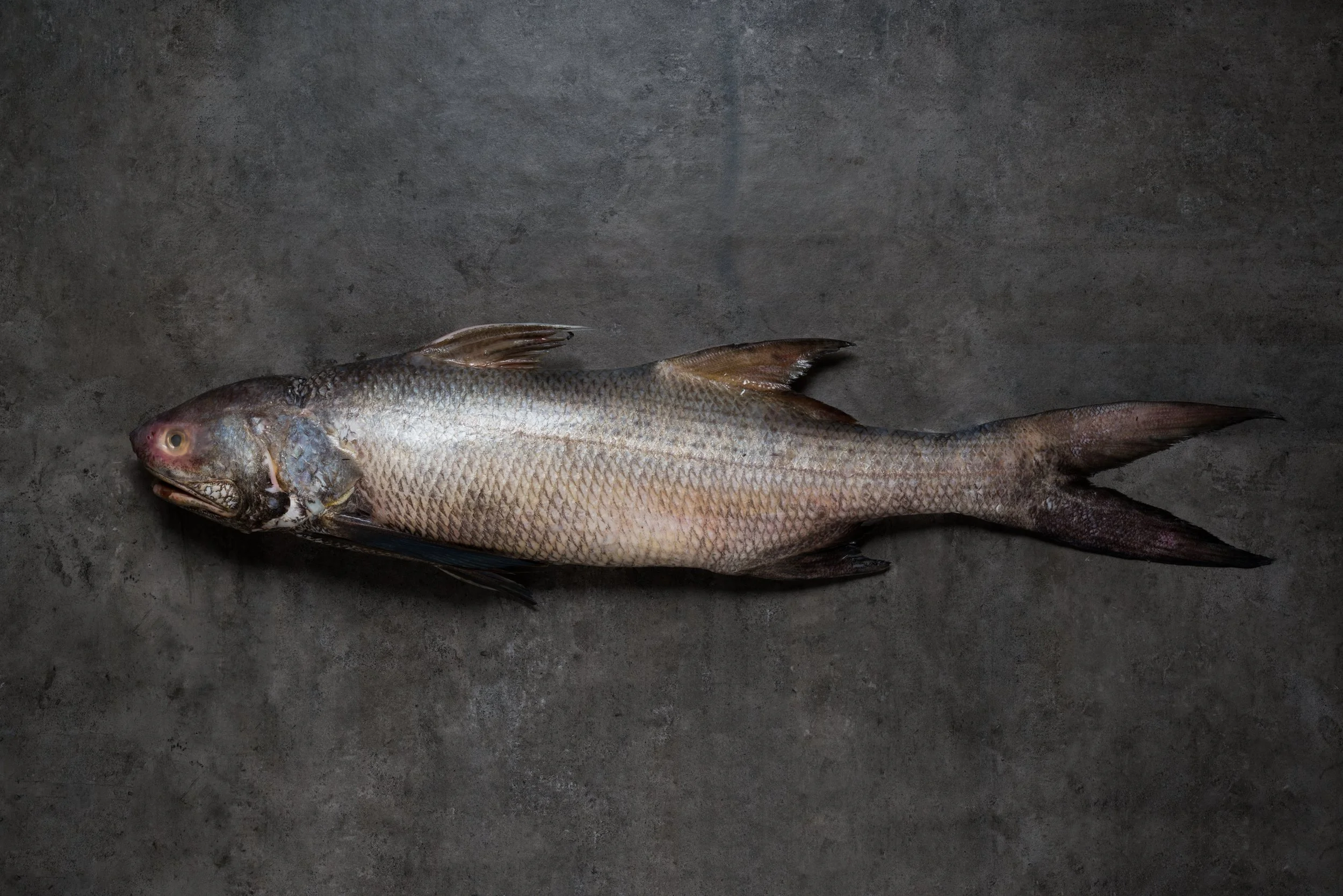 Threadfin Salmon Meat