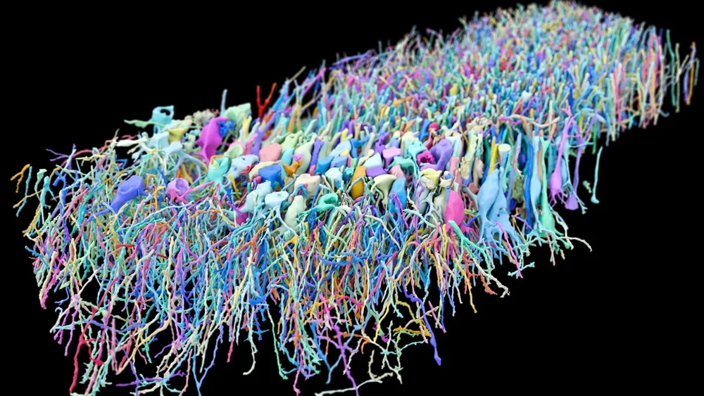 E11 Bio Roadmap | E11 Bio