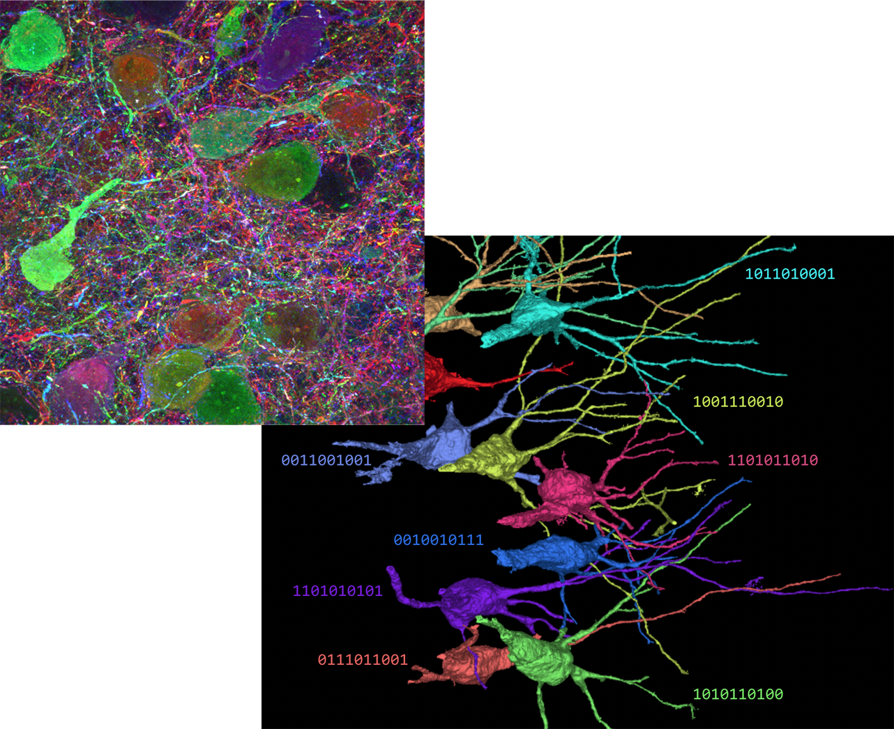 E11 Bio | Moonshot Neuroscience