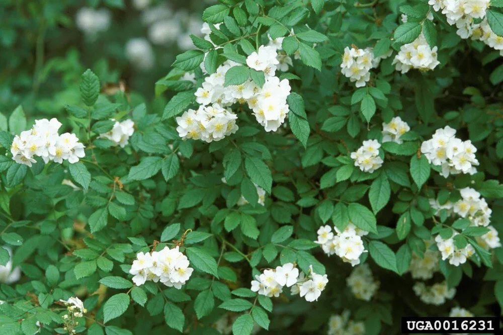 Invasive Species of the Day: Multiflora Rose 🌱 Snow Creek Landscaping