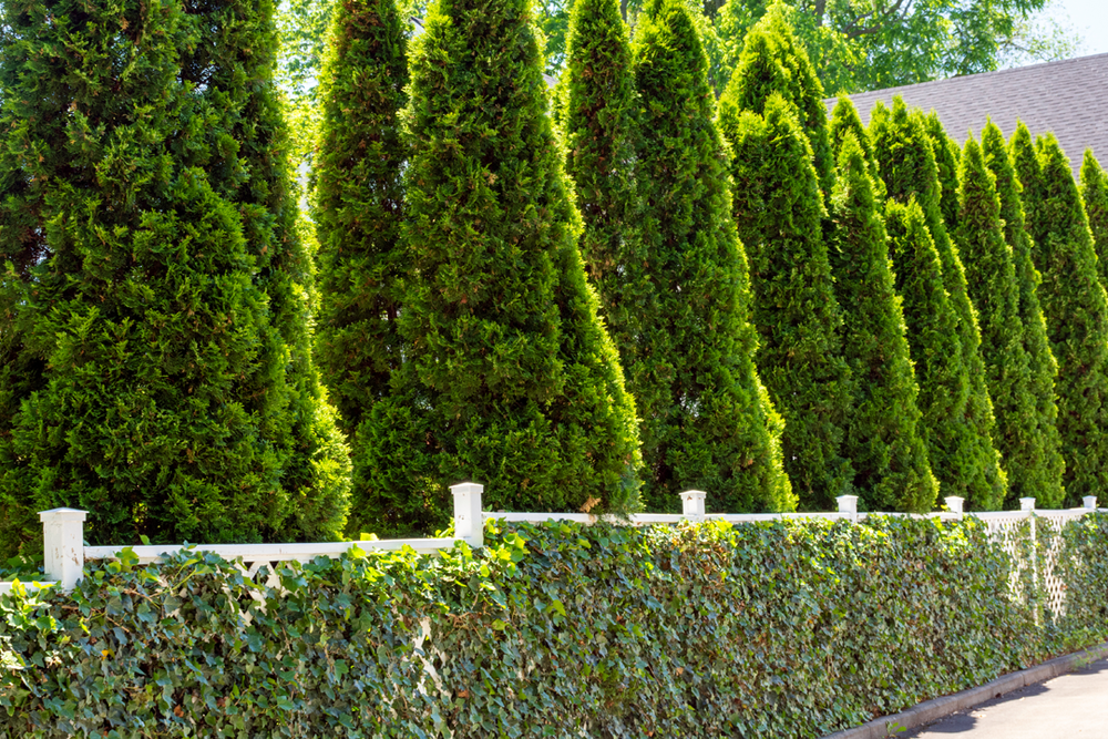 Explore the Beauty of Evergreen Screening Trees in Western North ...