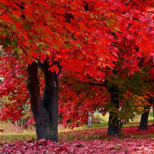 Recommended Trees, Shrubs, and Perennials 🌱 Snow Creek Landscaping 🌱 ...