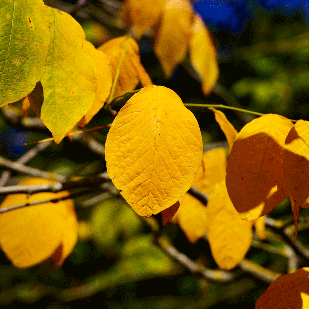 4 Large Canopy Trees - Enjoy Shade and Color for Years to Come 🌱 Snow ...