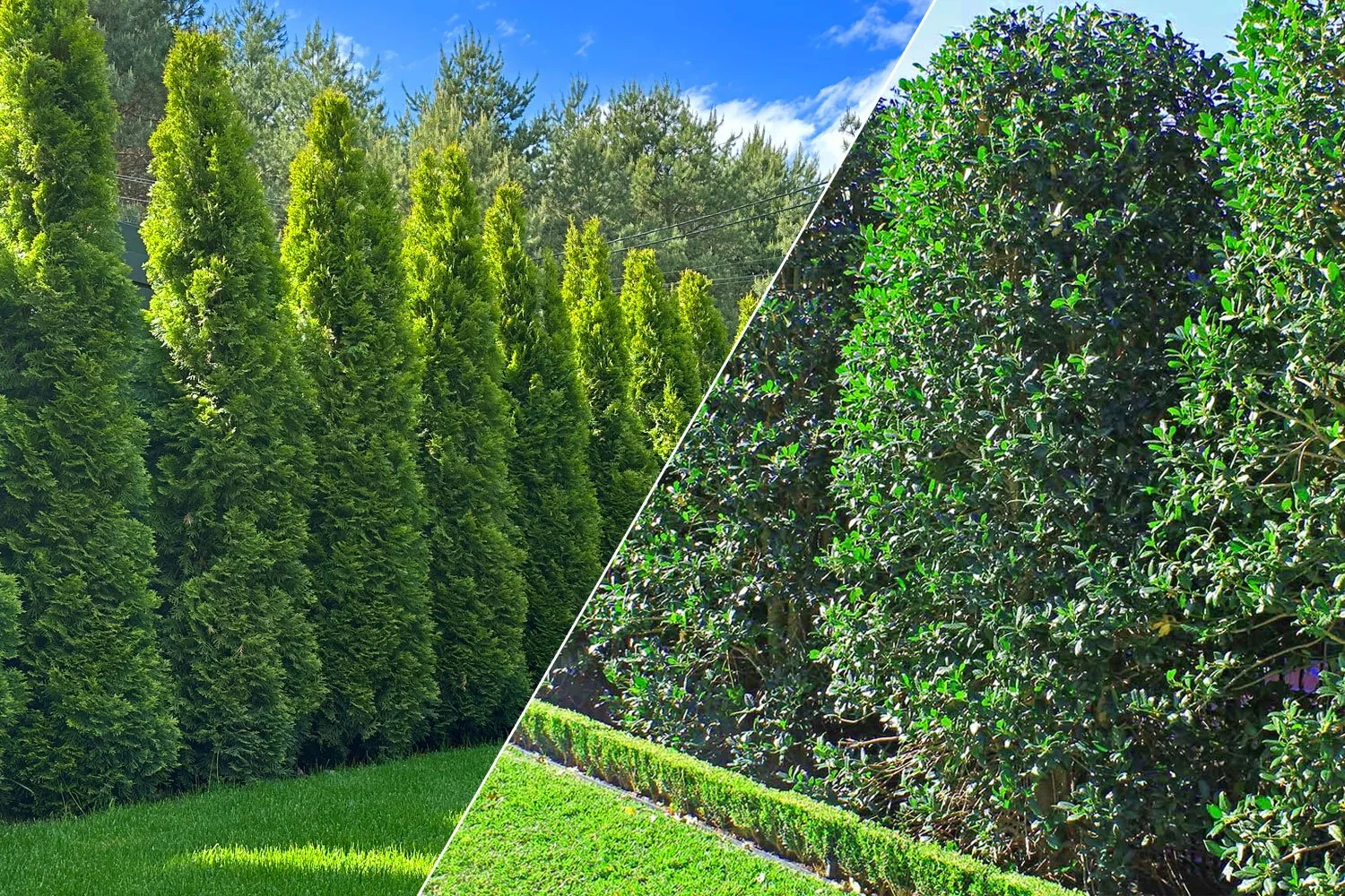Large Evergreens: Green Giant Arborvitae and Nellie R. Steven’s Holly 🌱 ...
