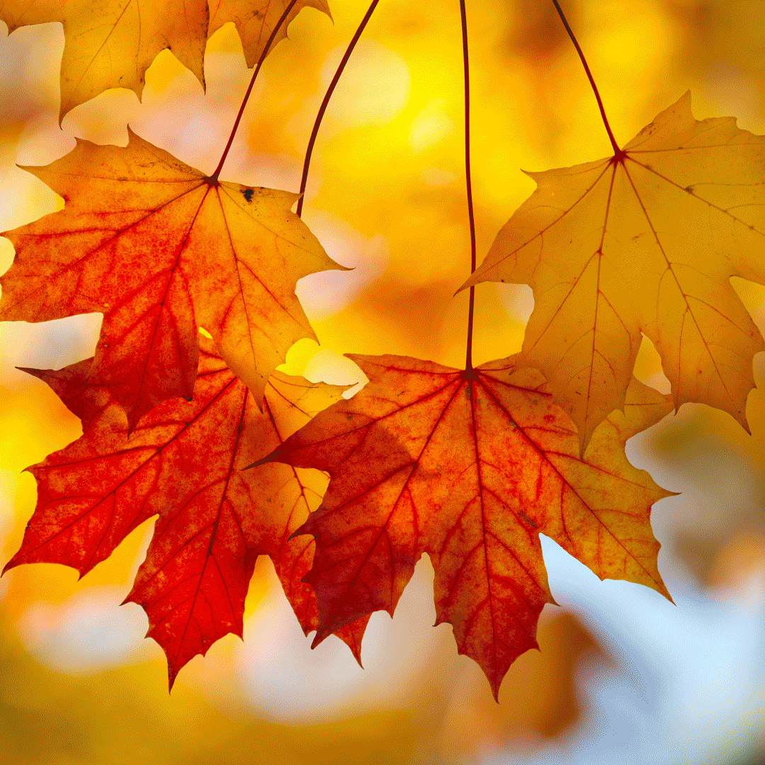 4 Large Canopy Trees - Enjoy Shade and Color for Years to Come 🌱 Snow ...