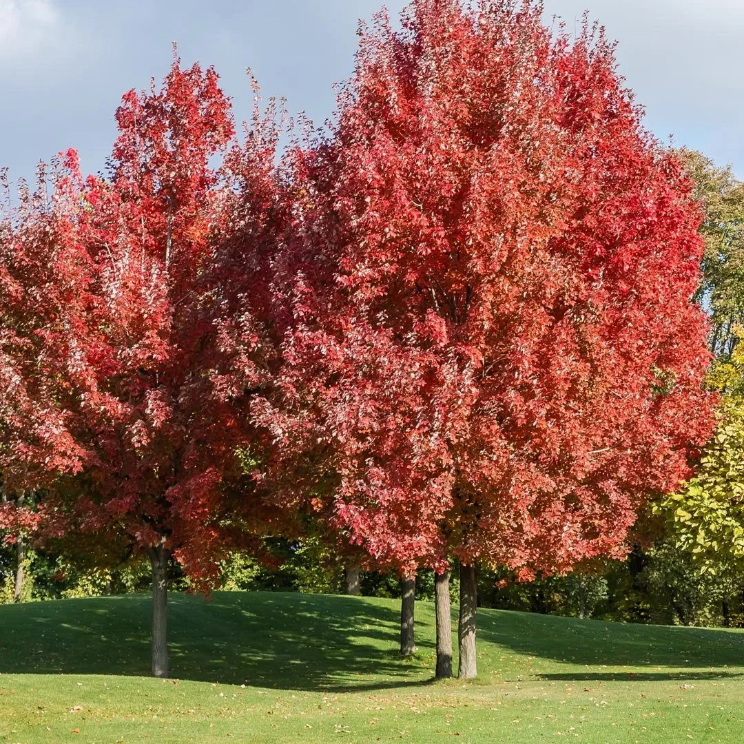 Red Maples, Dogwoods, Arborvitae & Rhododendrons 🌱 Snow Creek Landscaping