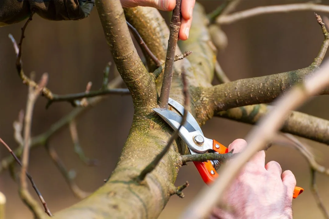 The Essentials of Structural Pruning for Healthy Trees 🌱 Snow Creek Landscaping